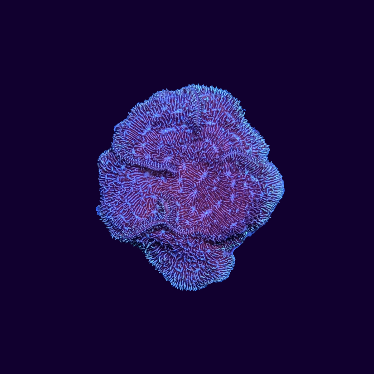 Deep Purple Pavona (UK Grown) – thecoralcentre