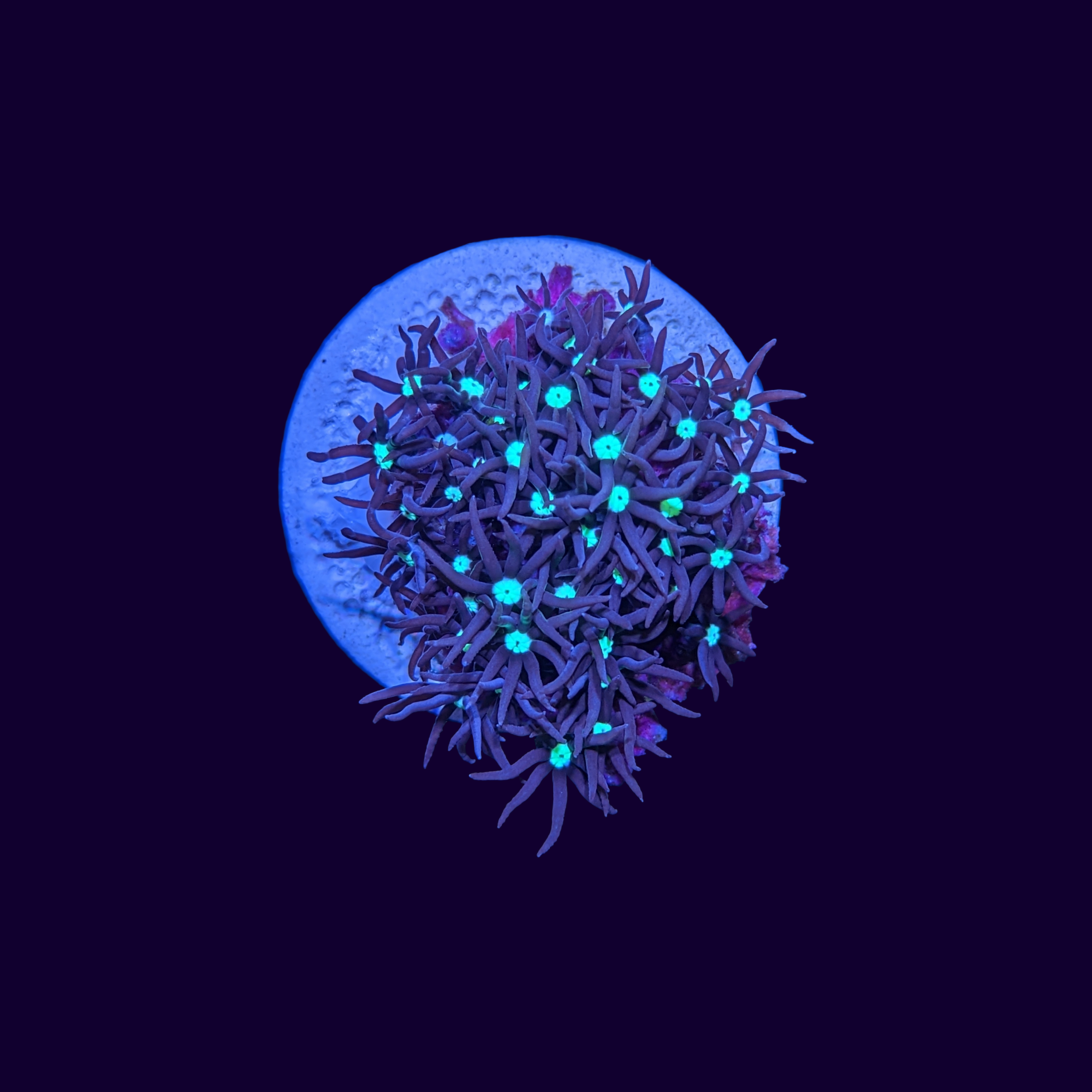 Green Star Polyp Frag – thecoralcentre