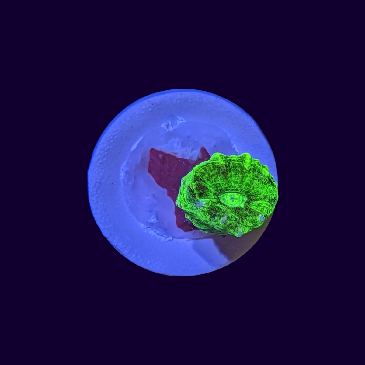 Neon Green Candy Cane – thecoralcentre