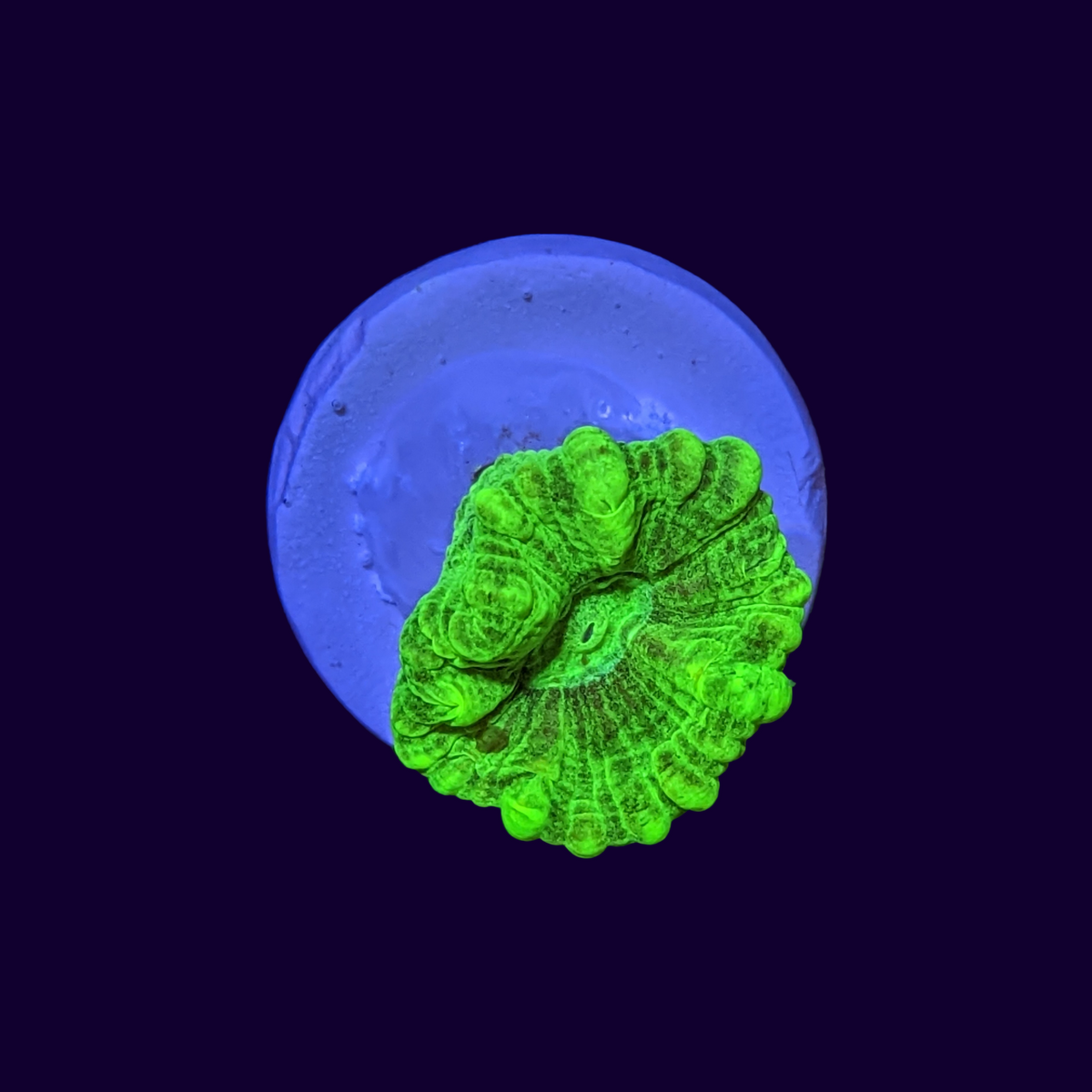 Neon Green Candy Cane – thecoralcentre