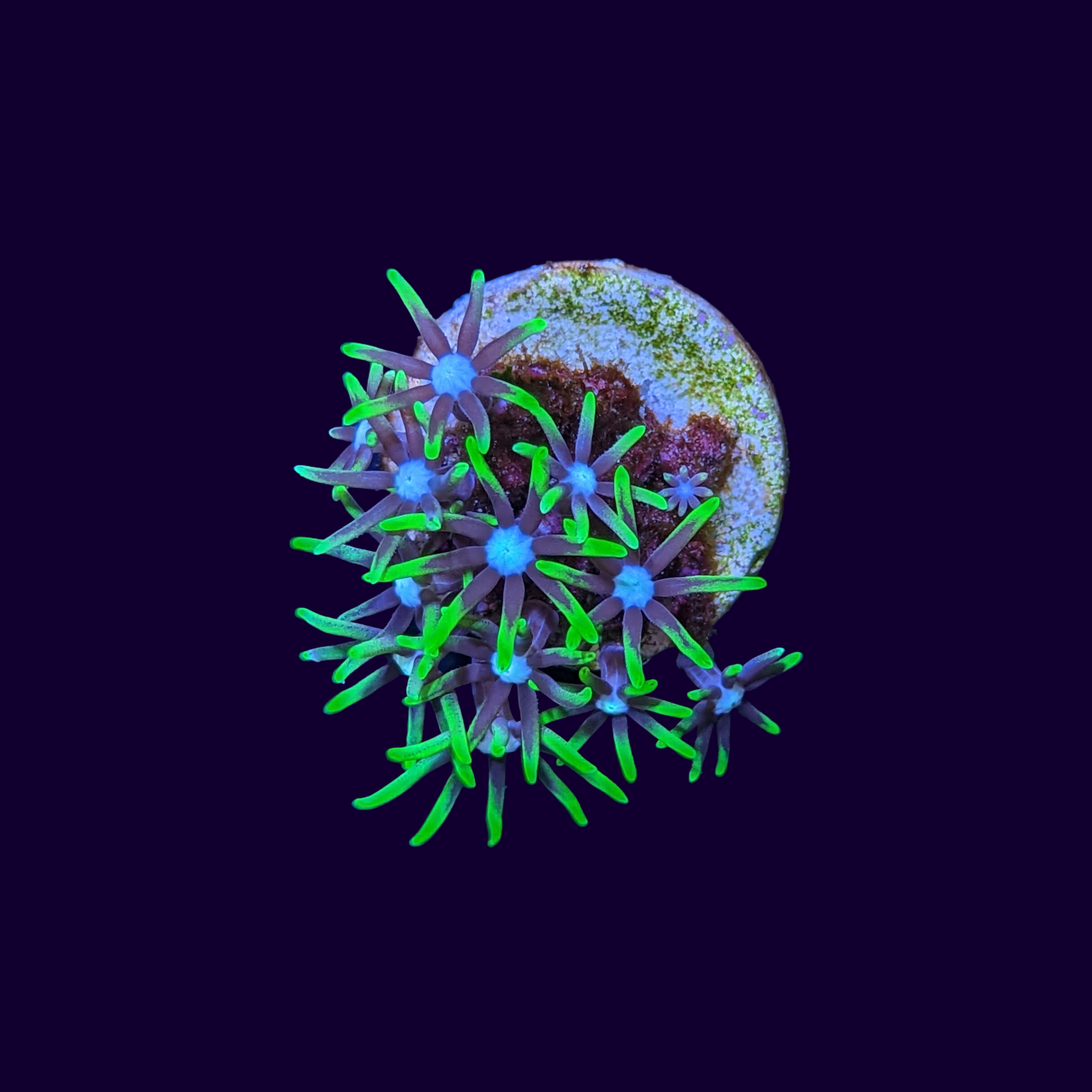 Green Star Polyp Frag – thecoralcentre