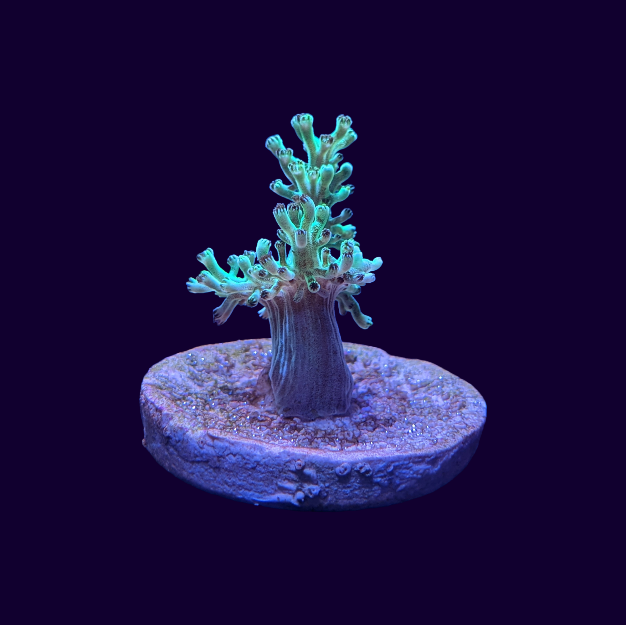 Green Kenya Tree (UK Grown) – thecoralcentre