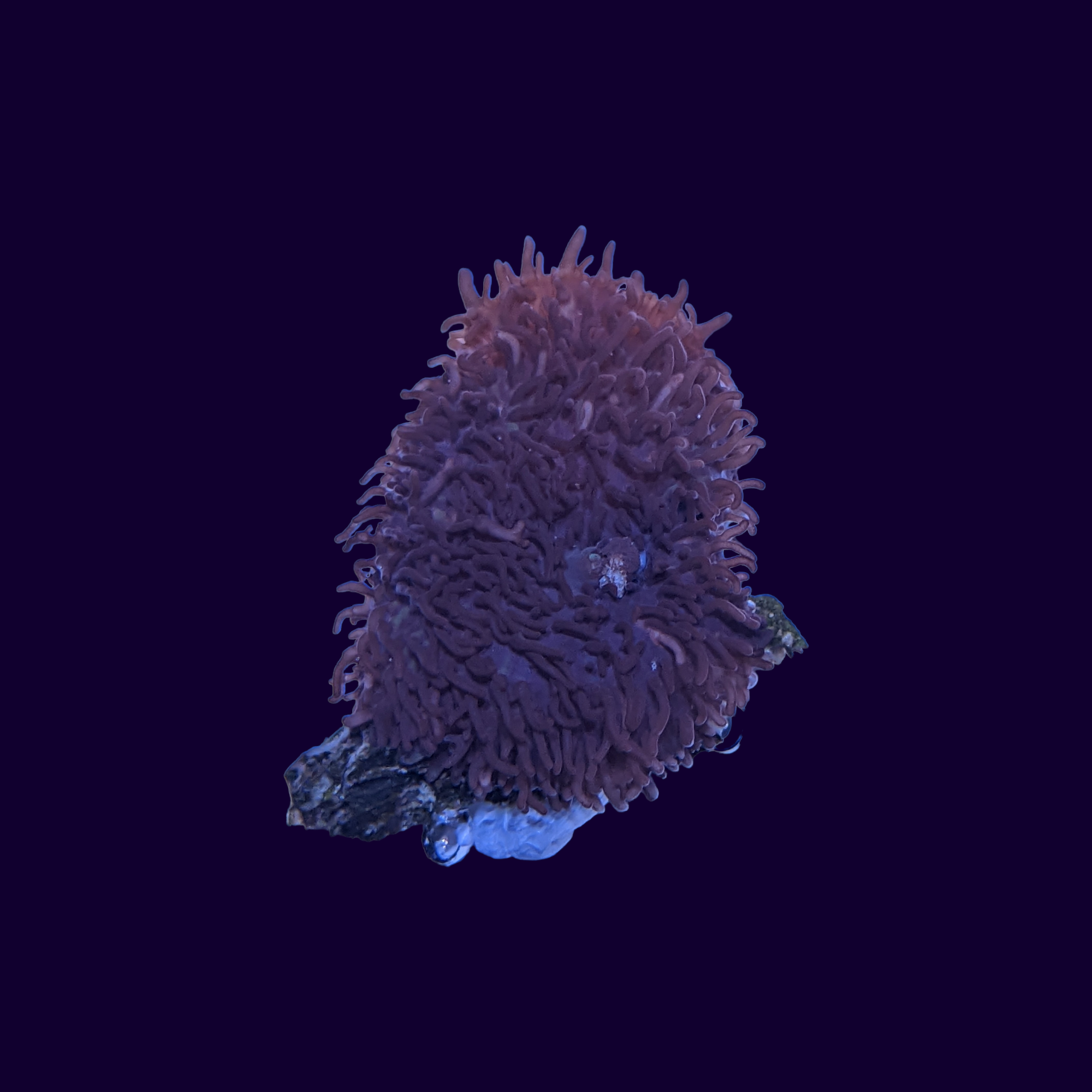 Fuzzy Rhodactis Mushroom – thecoralcentre