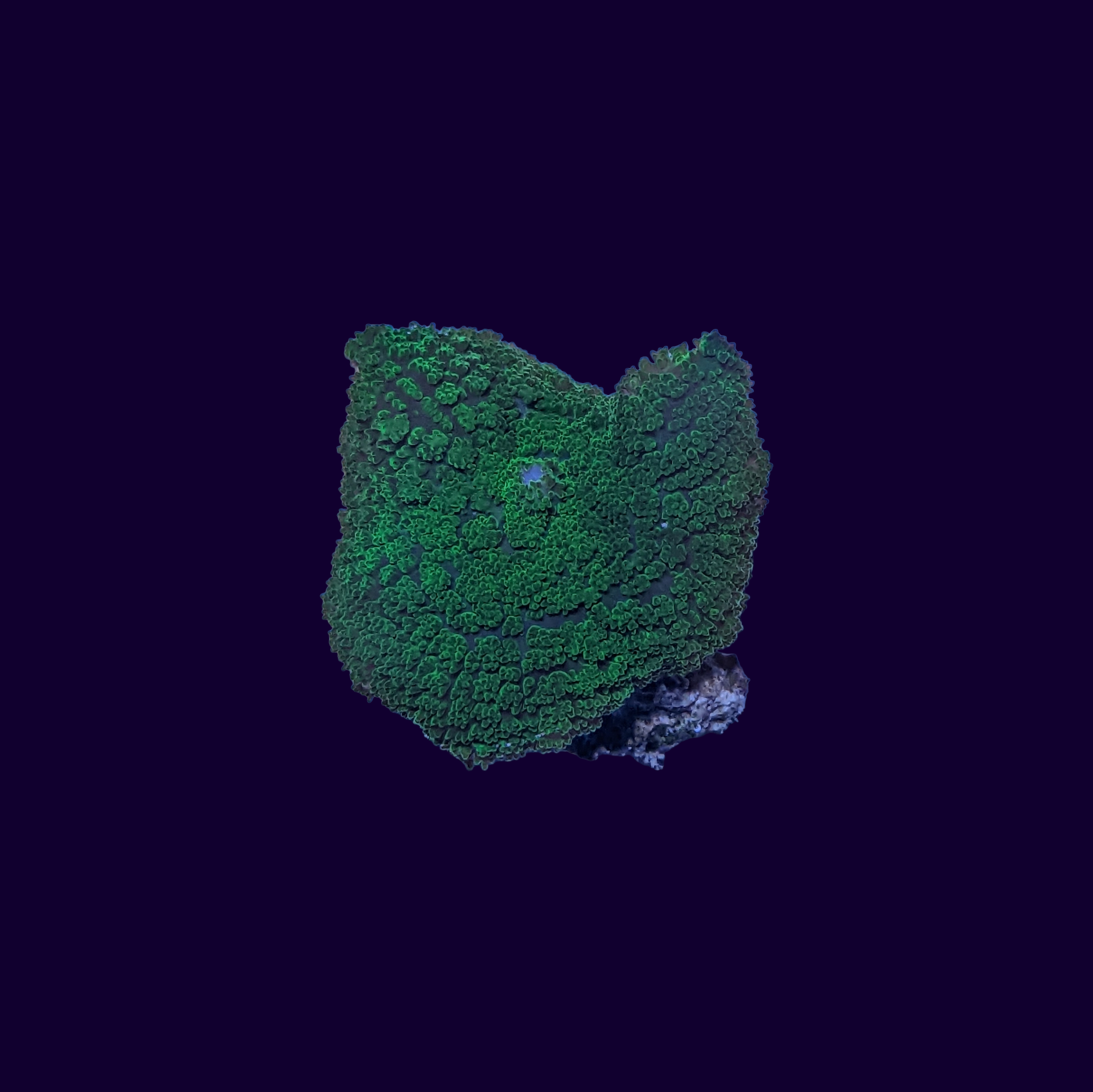 Fuzzy Green Rhodactis Mushroom – thecoralcentre