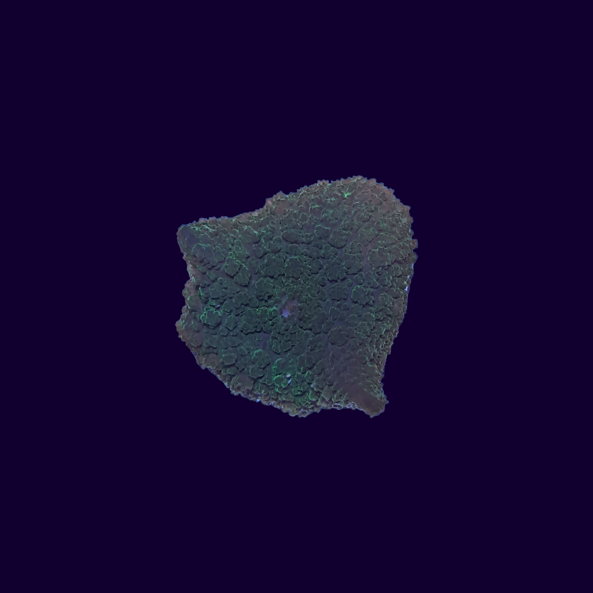 Fuzzy Green Rhodactis Mushroom – thecoralcentre