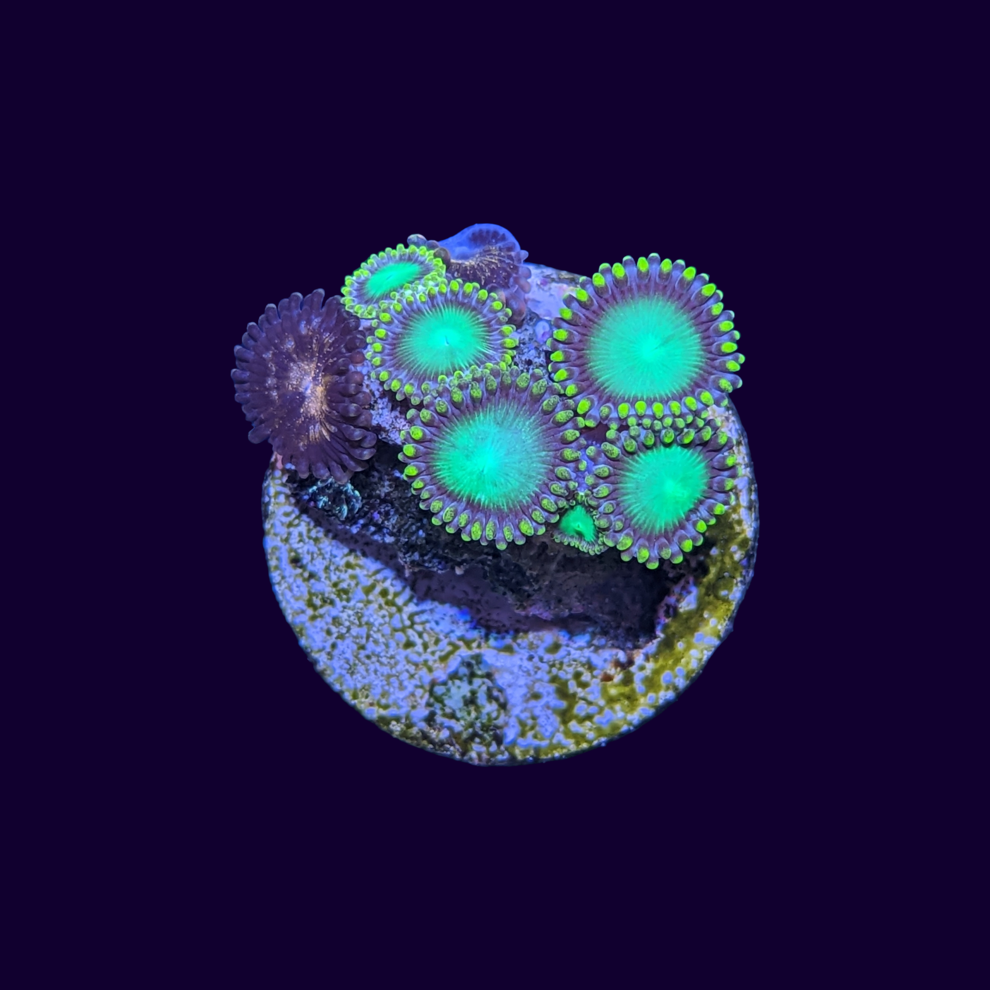 Radioactive Dragons Eye & Reverse Space Monster Mix Zoa Frag ...