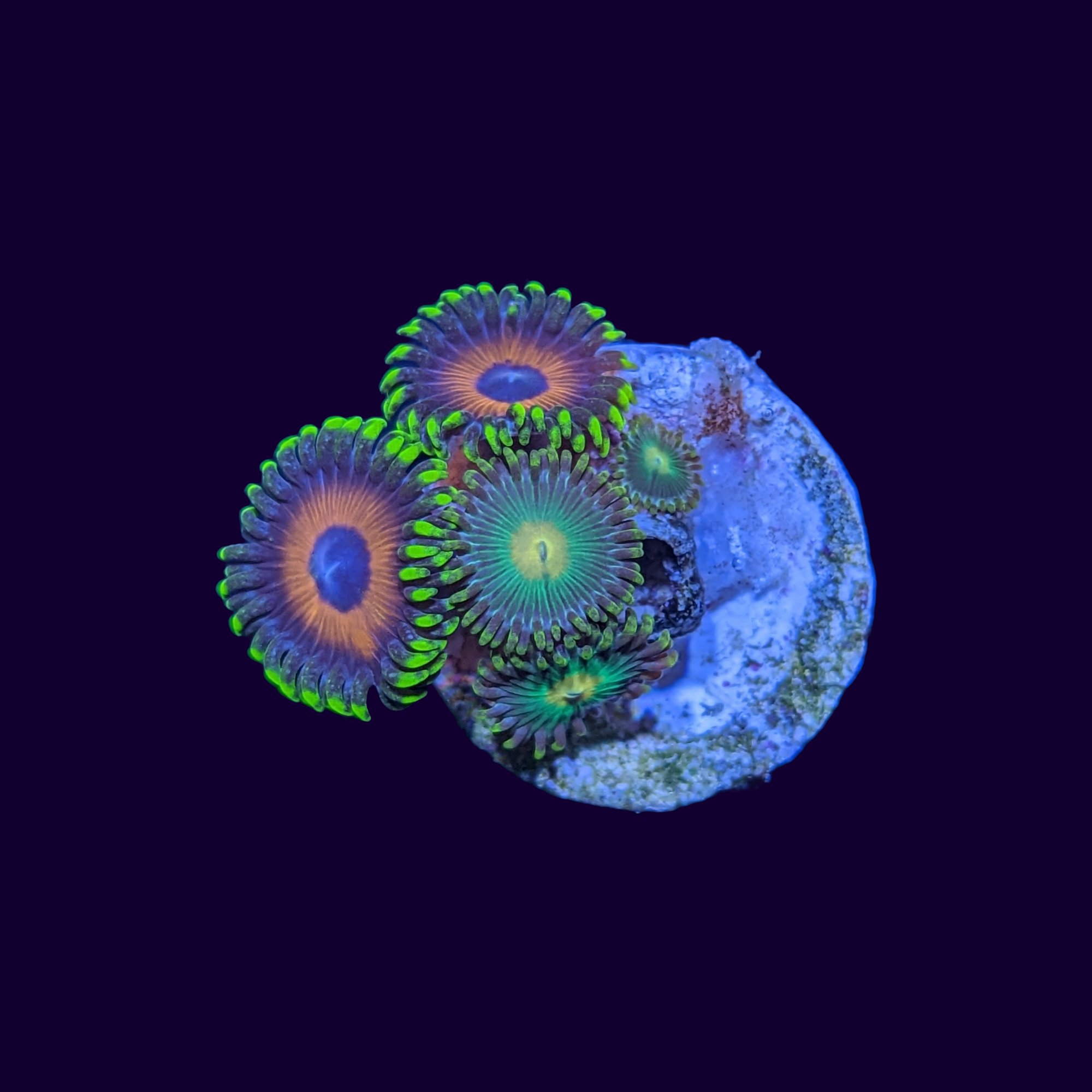 Radioactive Dragons Eye & Eagle Eye Mix Zoa Frag – thecoralcentre