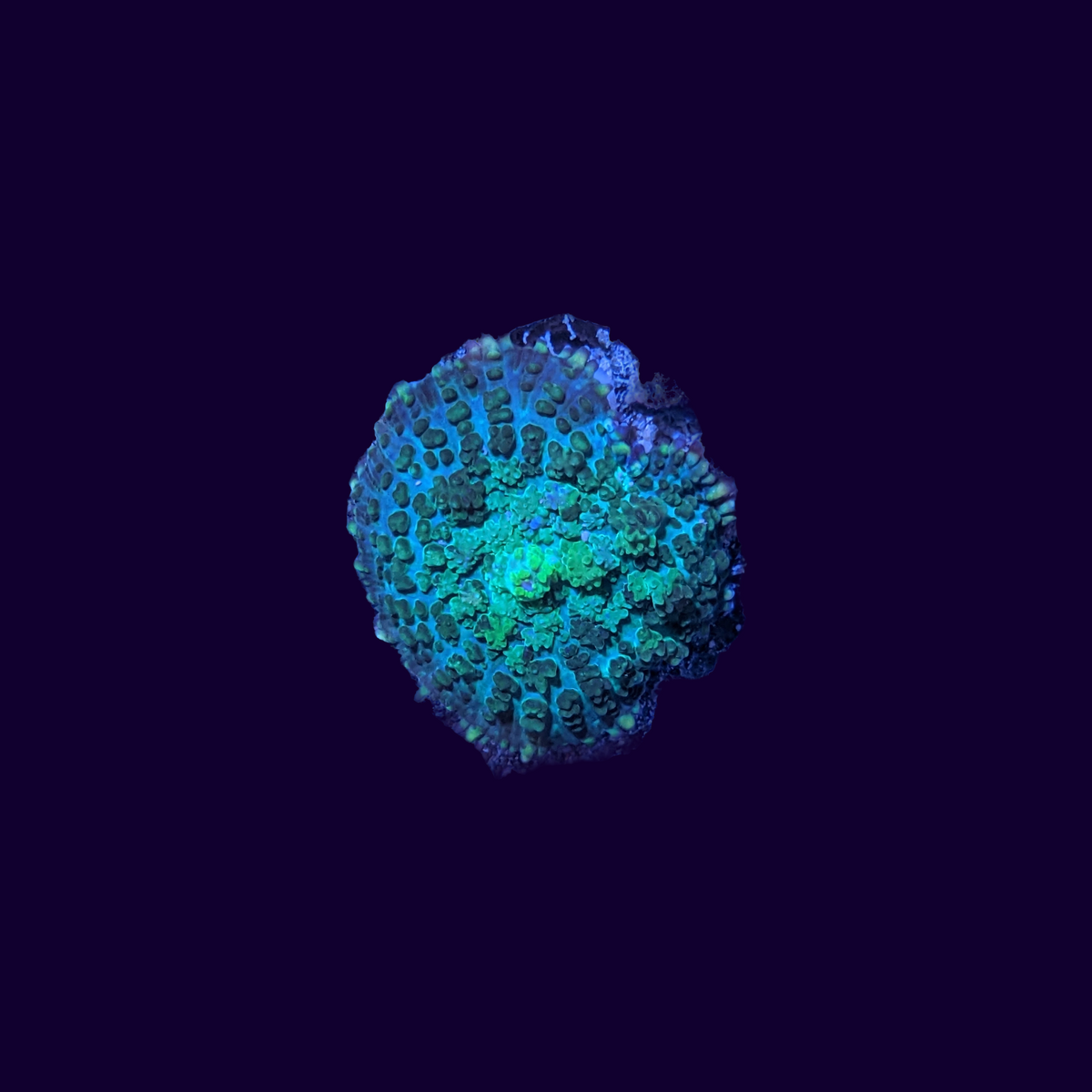 Green Fuzzy Rhodactis Mushroom – thecoralcentre