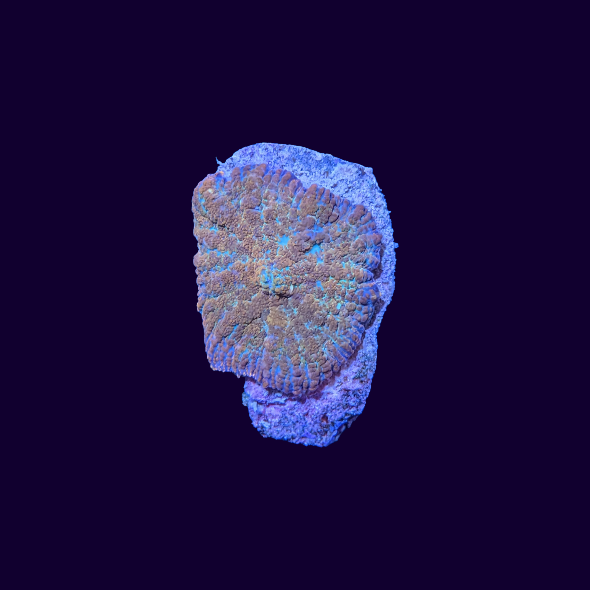 Rhodactis Mushroom – thecoralcentre