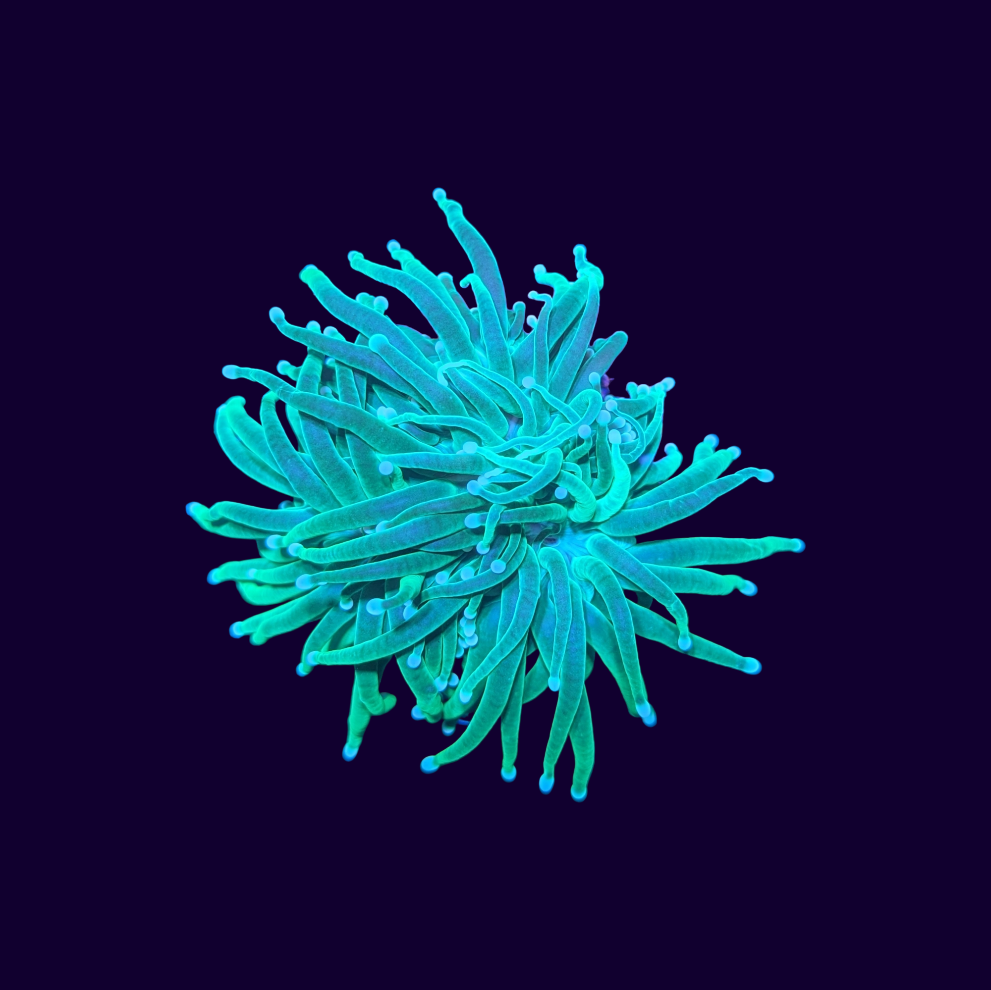 Torch Frag – thecoralcentre