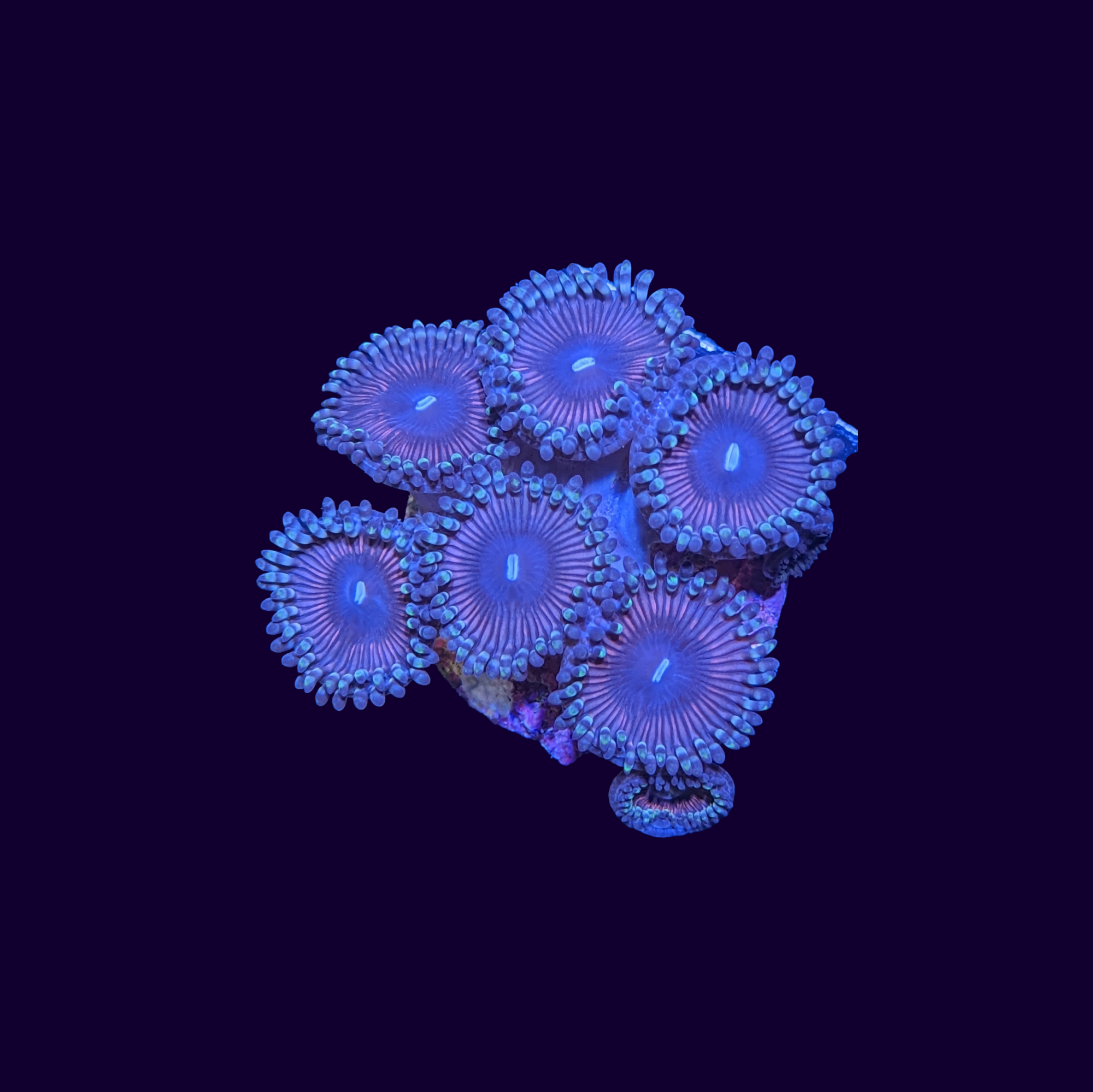 Zoa Frag – thecoralcentre