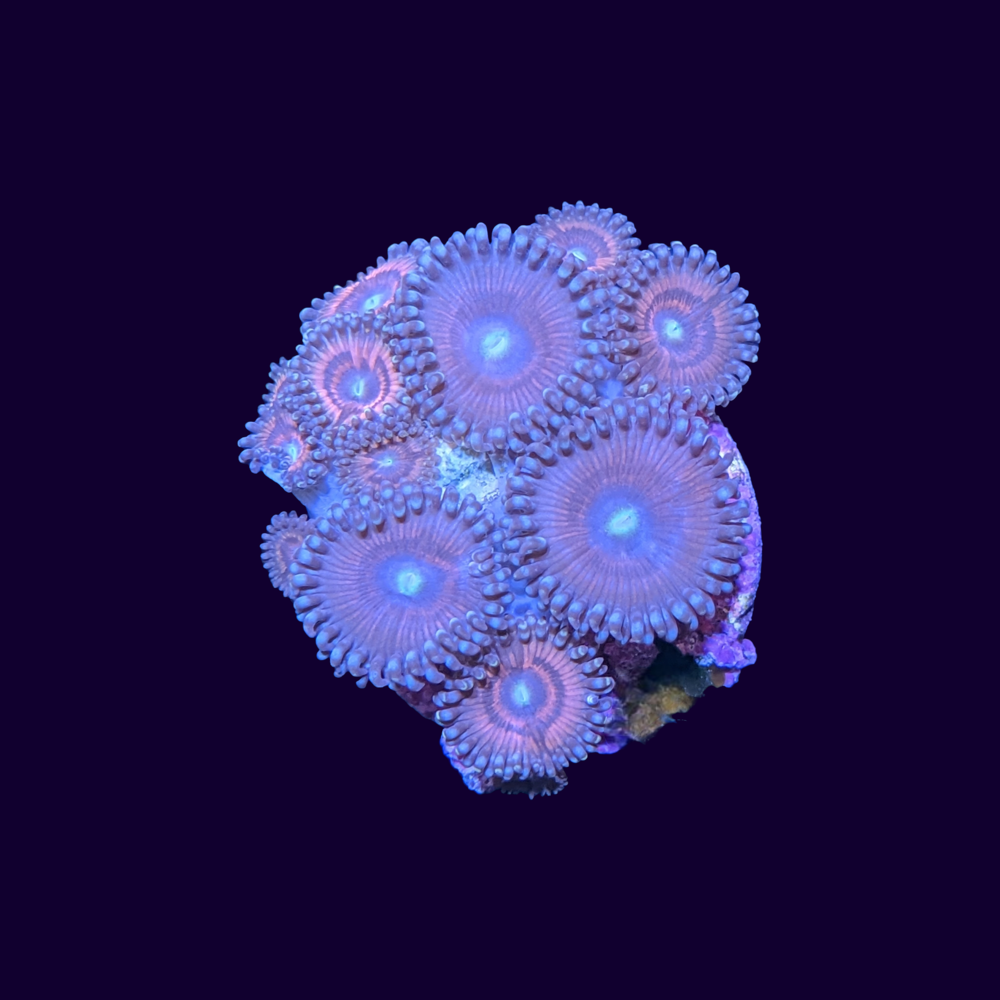 Armor of God and Victoria Secret Mix Zoa Frag – thecoralcentre