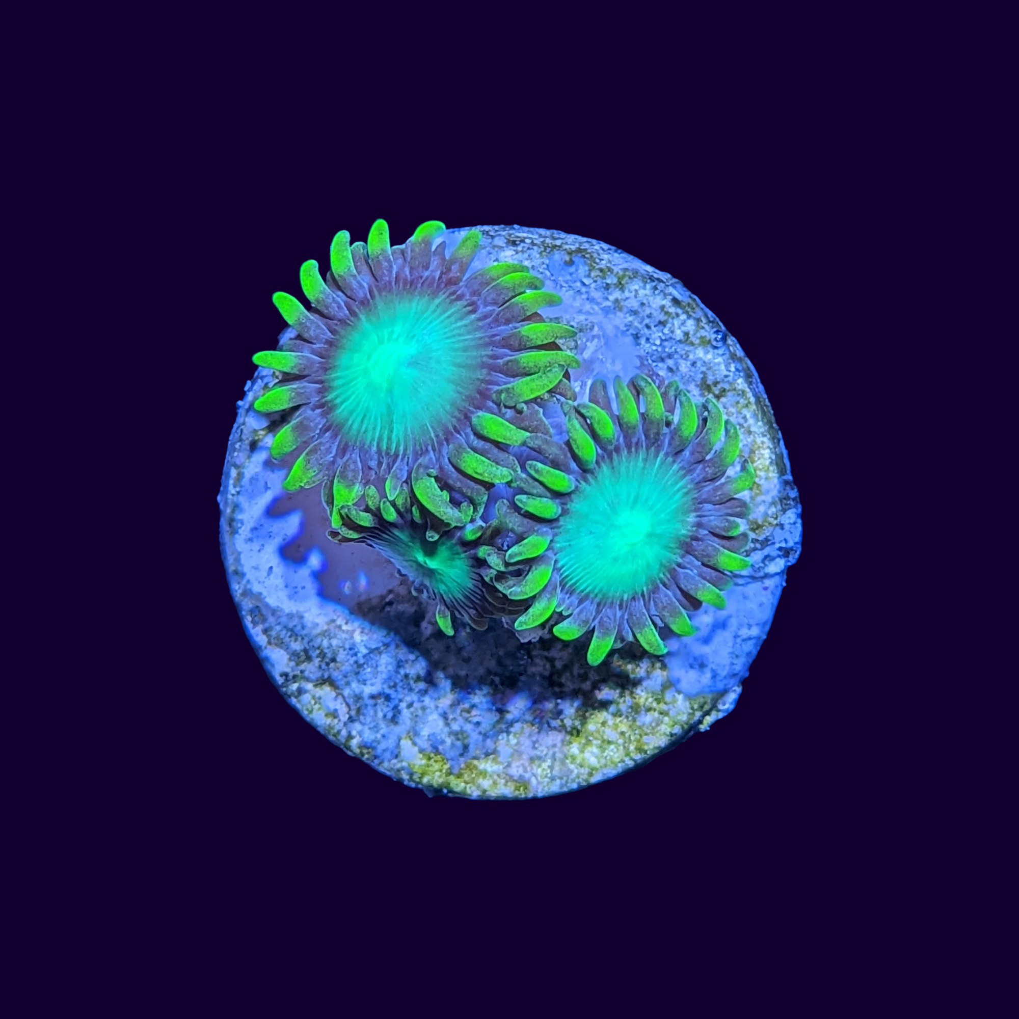 Radioactive Dragons Eye Zoa Frag – thecoralcentre