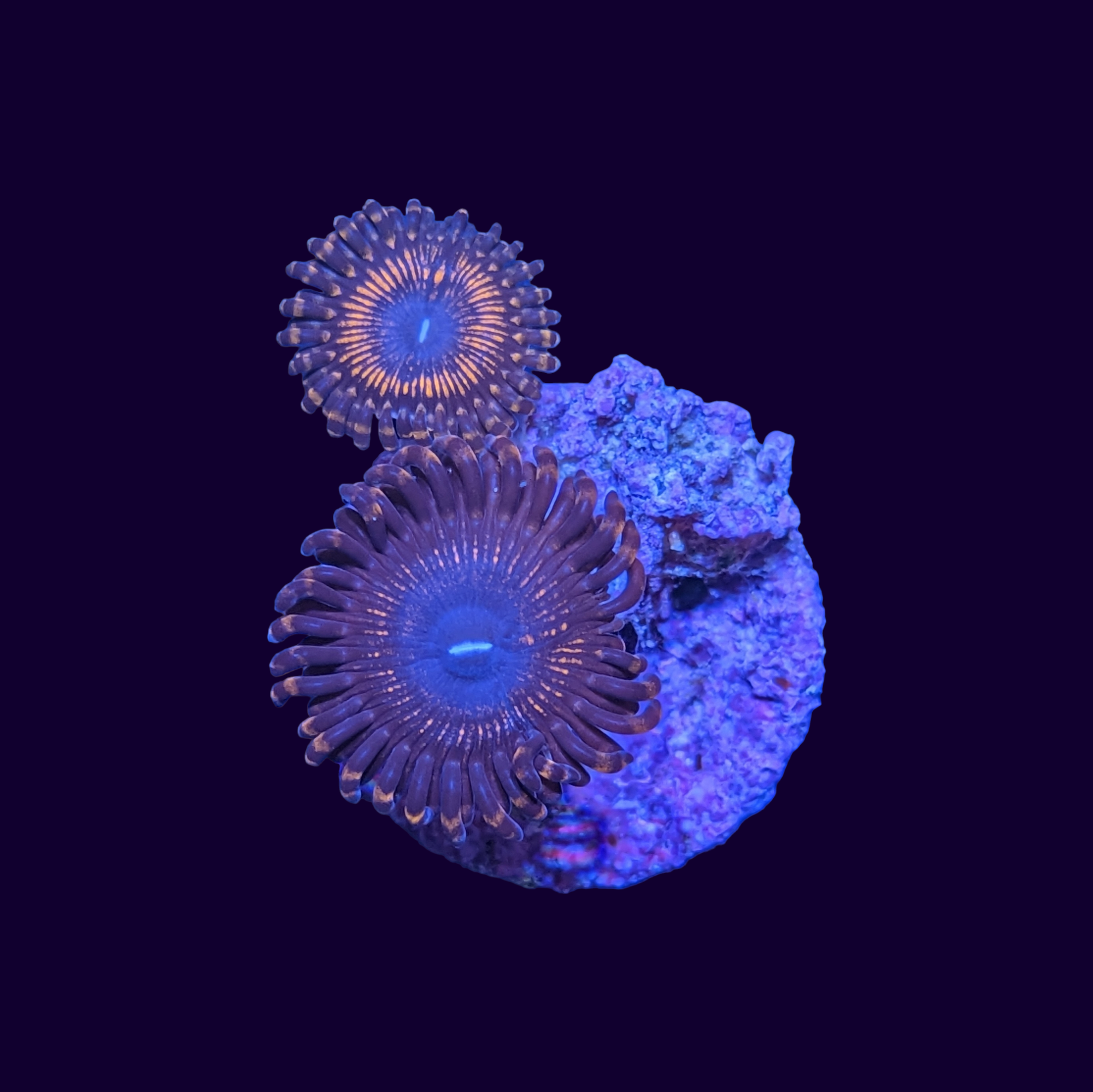 Armageddon Zoa Frag – thecoralcentre