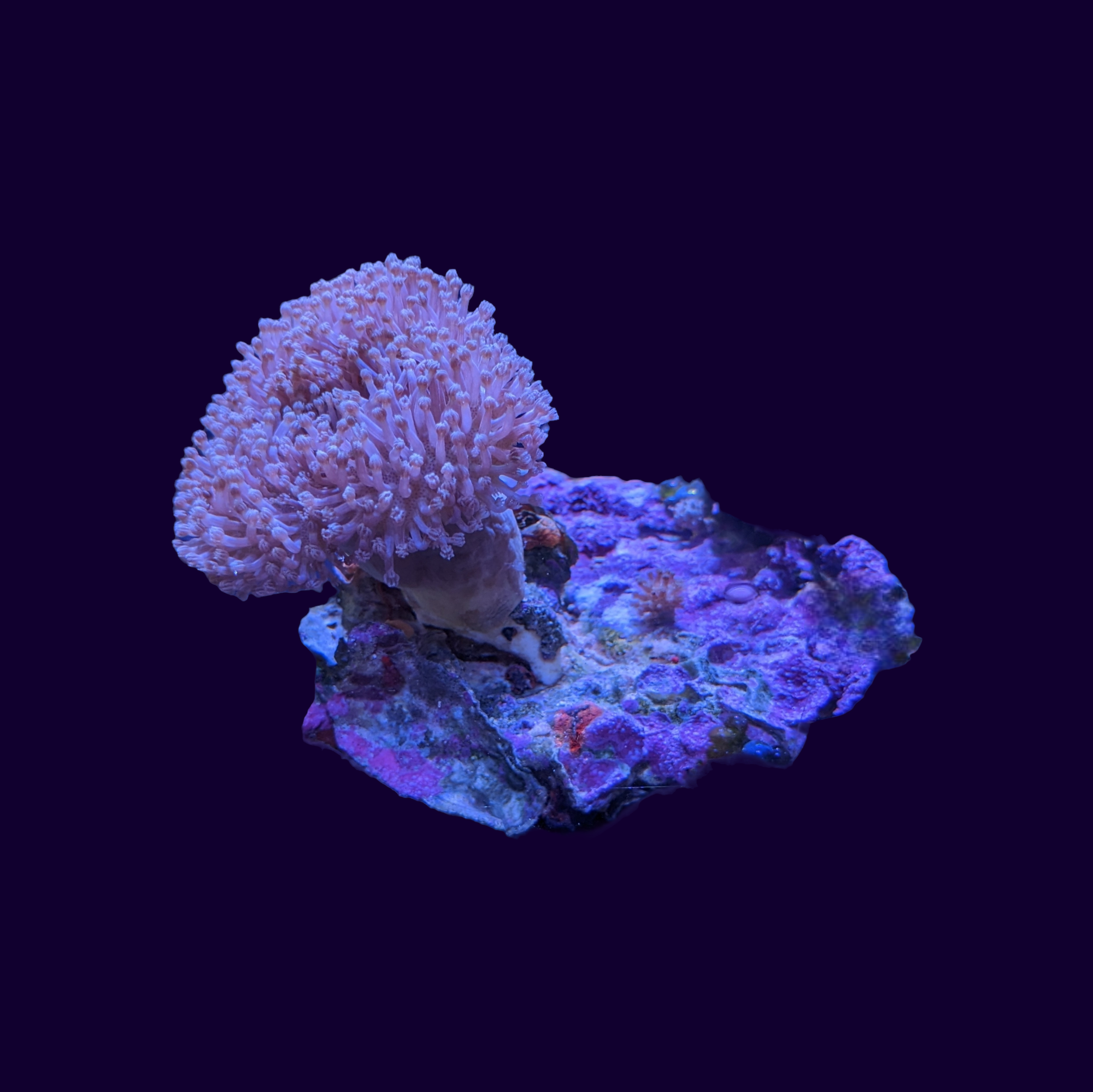 Toadstool Frag – thecoralcentre