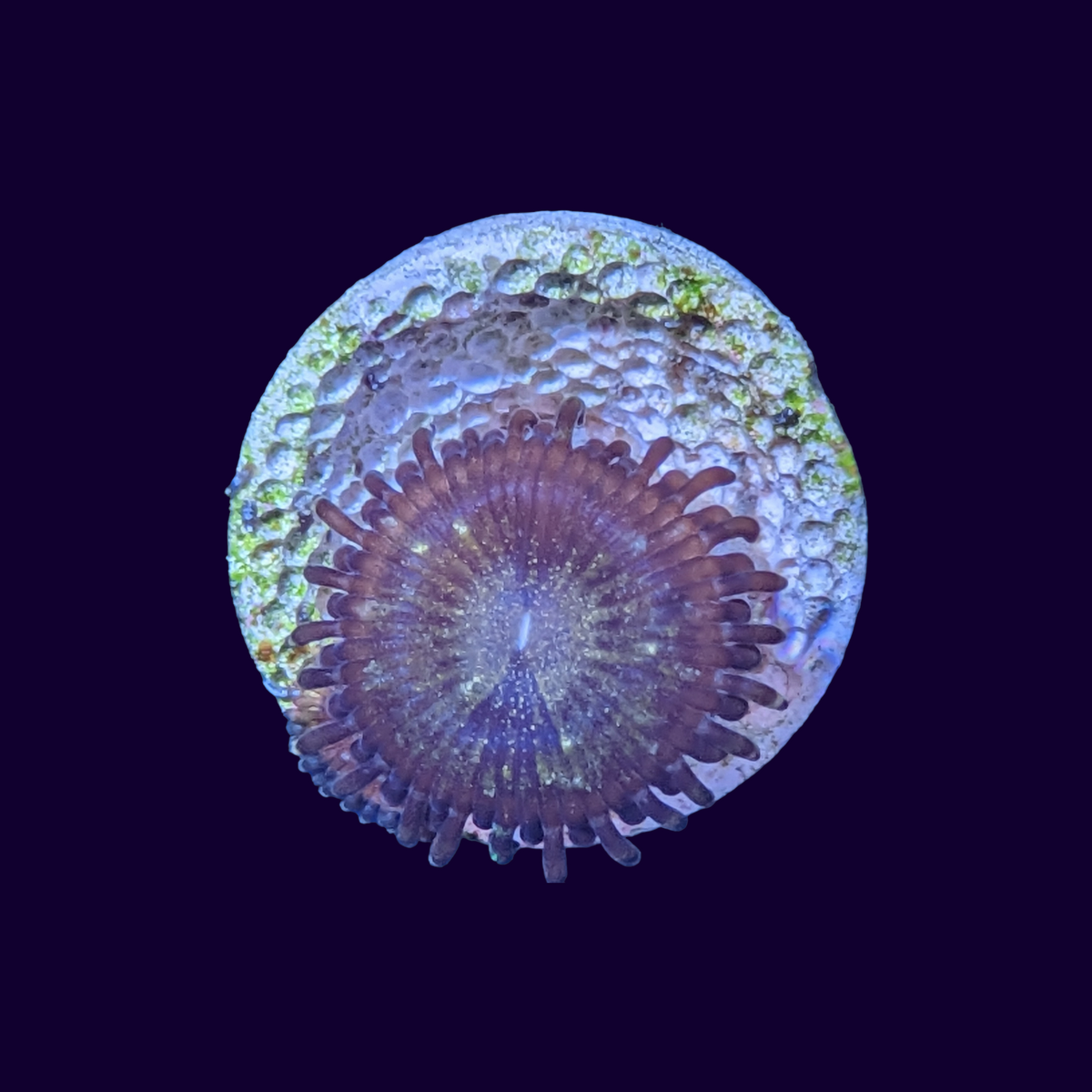 Reverse Space Monster (UK Grown) – thecoralcentre