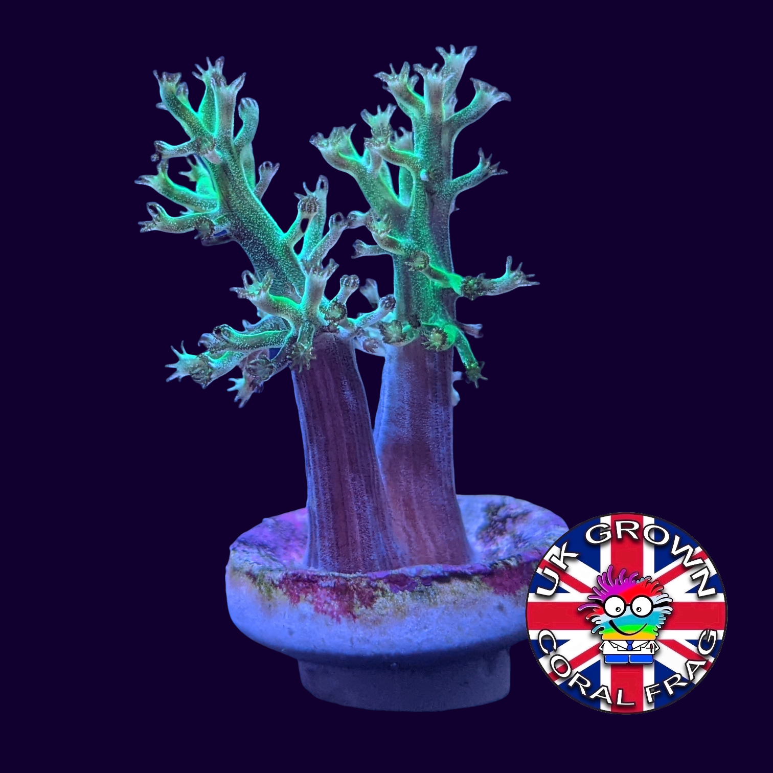 Green Kenya Tree (UK Grown) – thecoralcentre