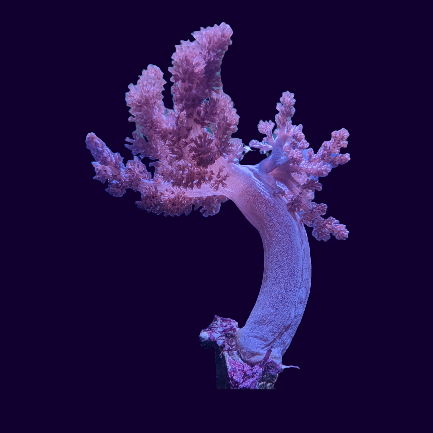 Nepthea (UK Grown) – thecoralcentre