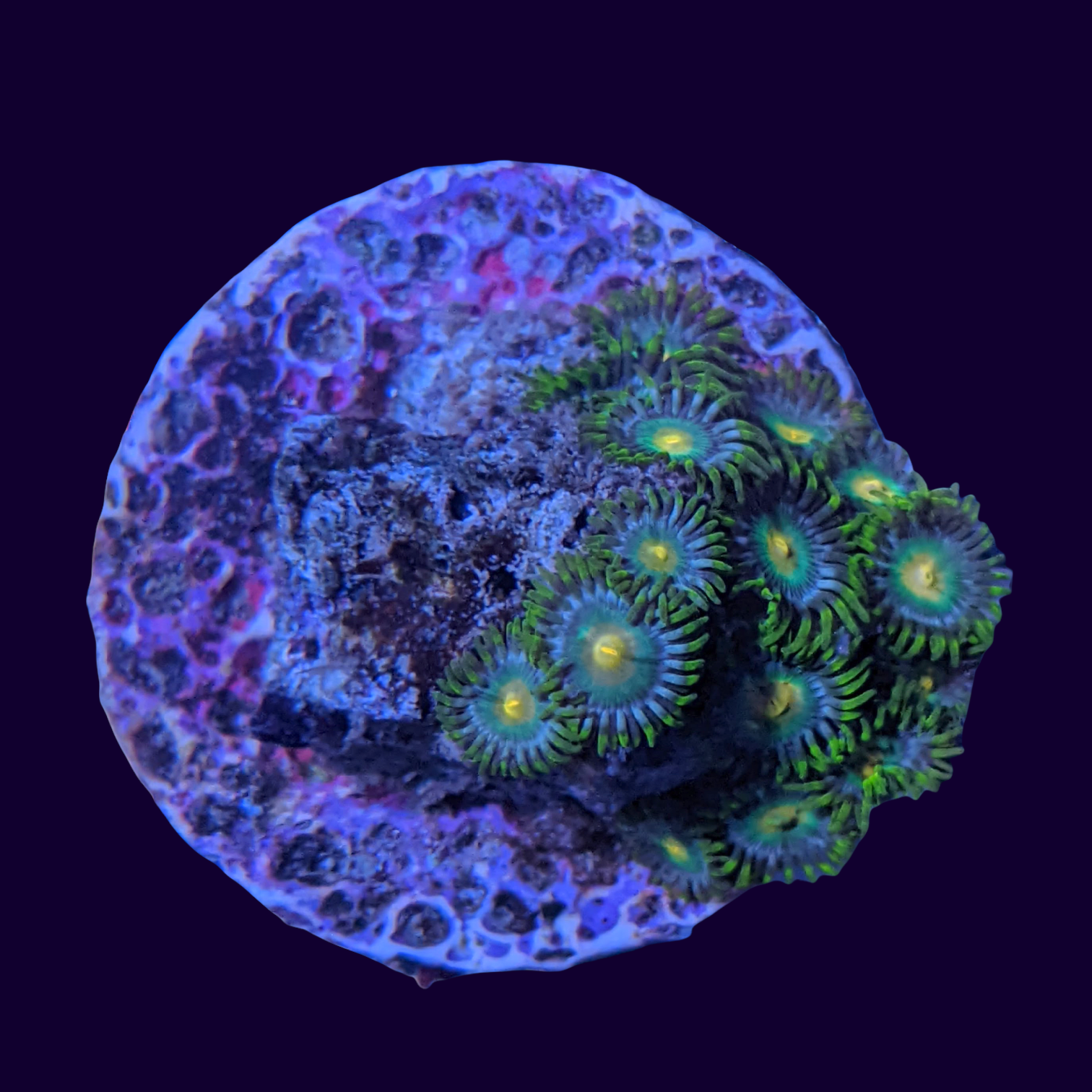 Large Zoa Frag – thecoralcentre