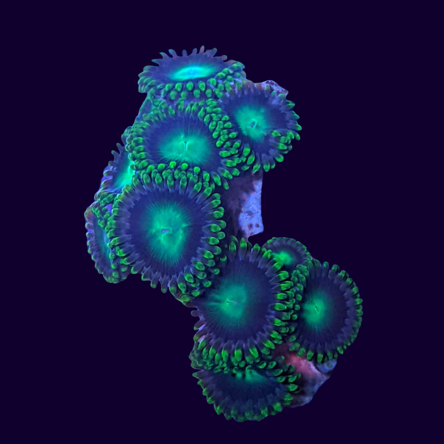 Large Zoa Frag – thecoralcentre