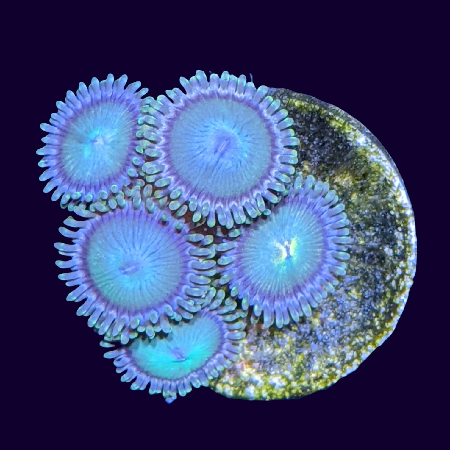 Aussie Green Zoa Frag – thecoralcentre