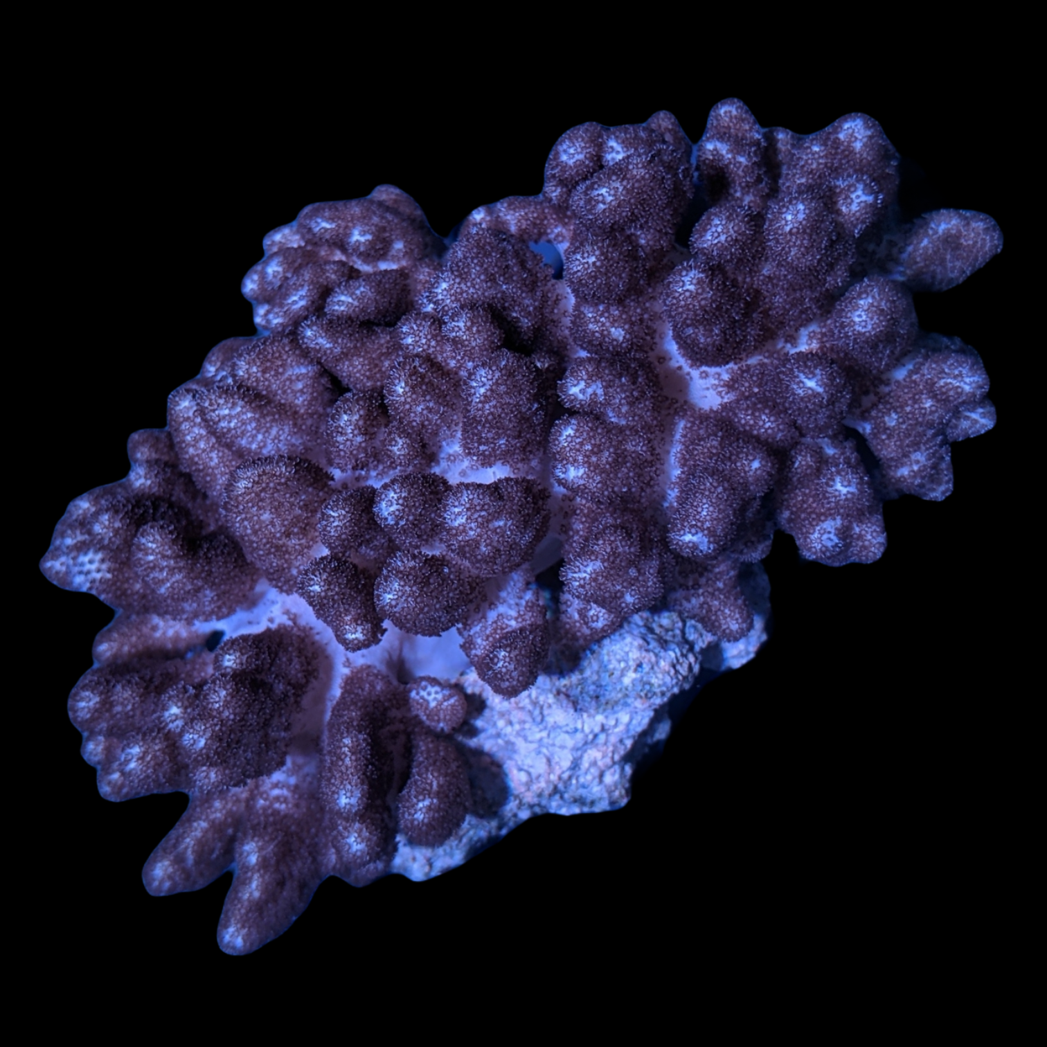 Aquacultured Nephthea Leather Colony – thecoralcentre