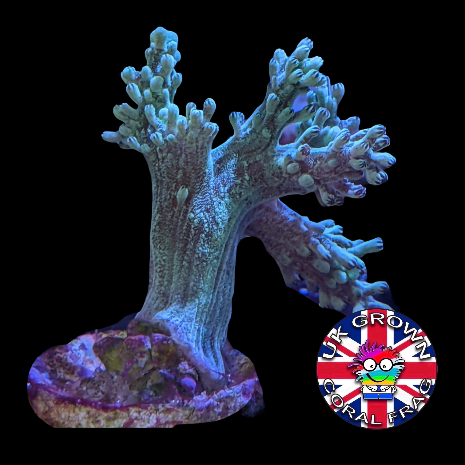 Green Kenya Tree (UK Grown) – thecoralcentre