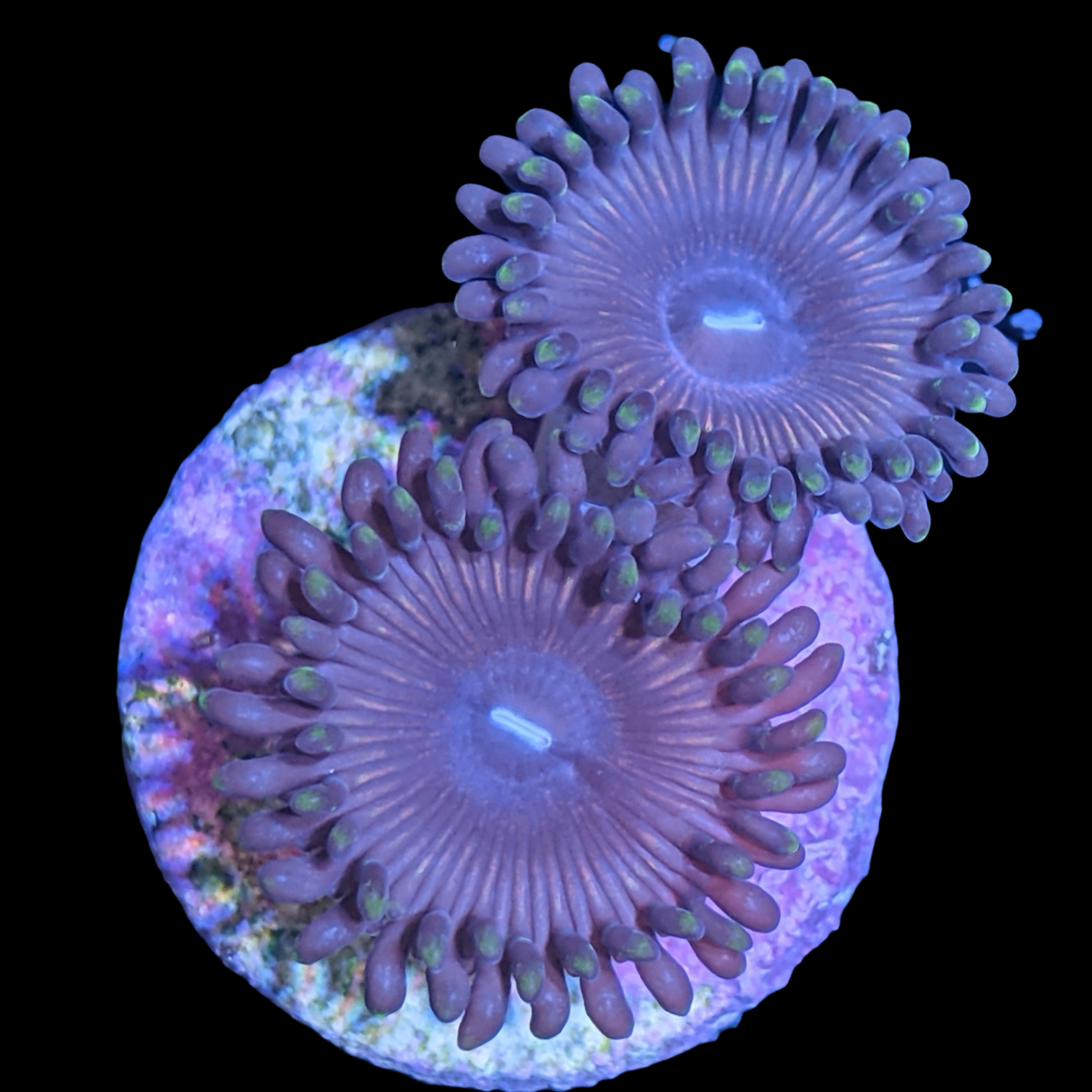 Zoa Frag – thecoralcentre
