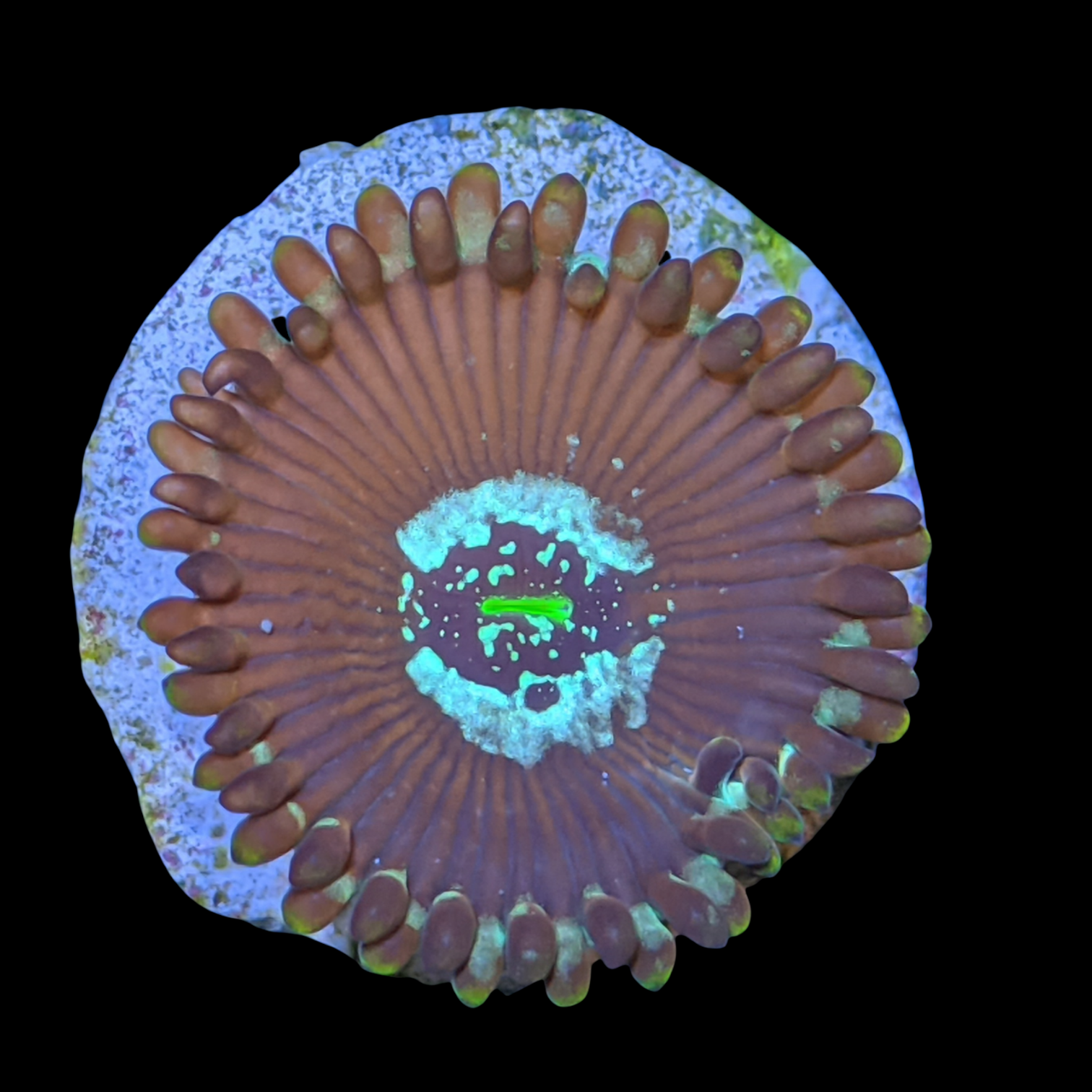 Magician People Eater Zoa Frag – thecoralcentre