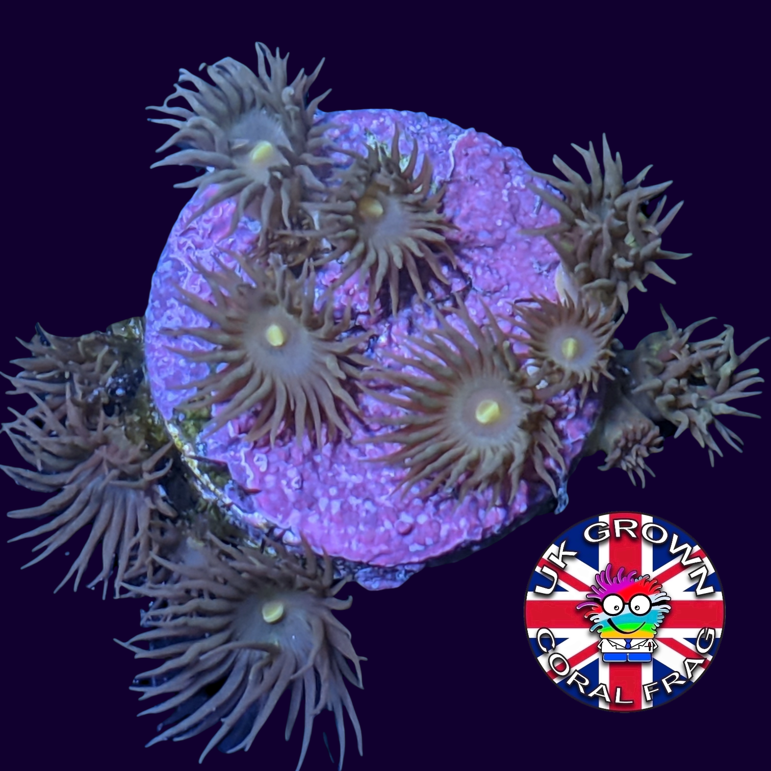 Yellow Star Polyp Zoa Frag (UK Grown) – thecoralcentre
