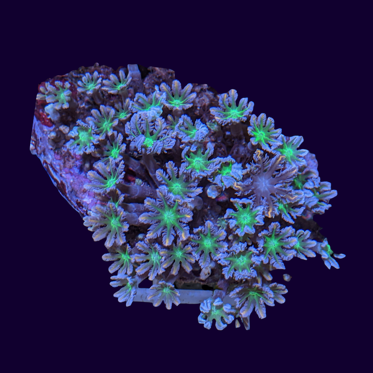 Clove polyps – thecoralcentre