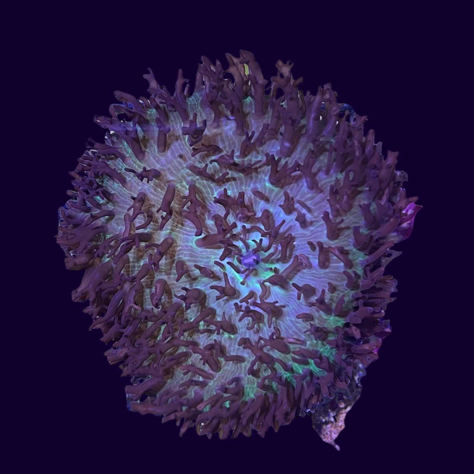 Australian Green Fuzzy Mushroom – thecoralcentre