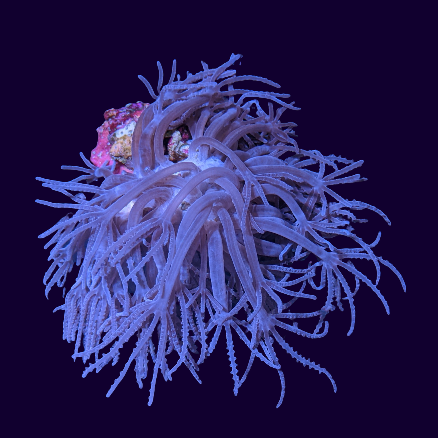 Waving hand coral – thecoralcentre