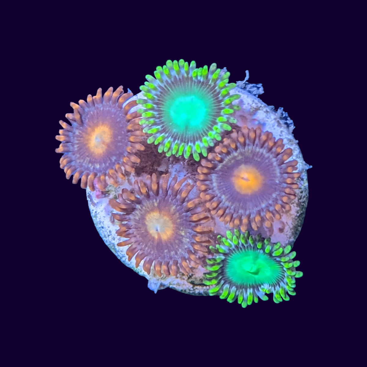 Bam Bam & Radioactive Dragons Eye Mix Zoa Frag – thecoralcentre