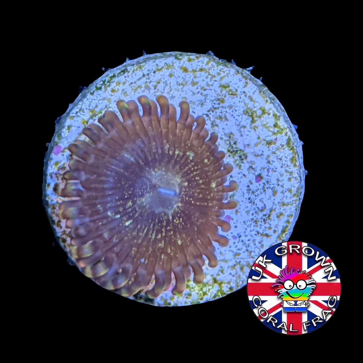 Fairy Dust Zoa (UK Grown) – thecoralcentre