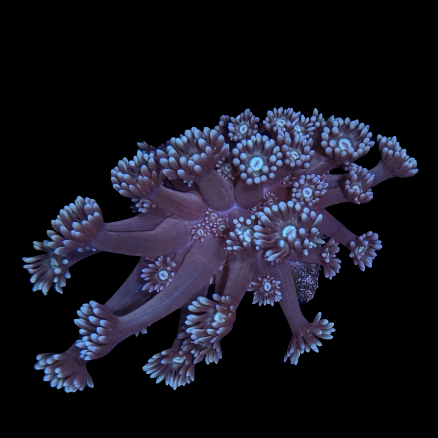 Green Goniopora – thecoralcentre