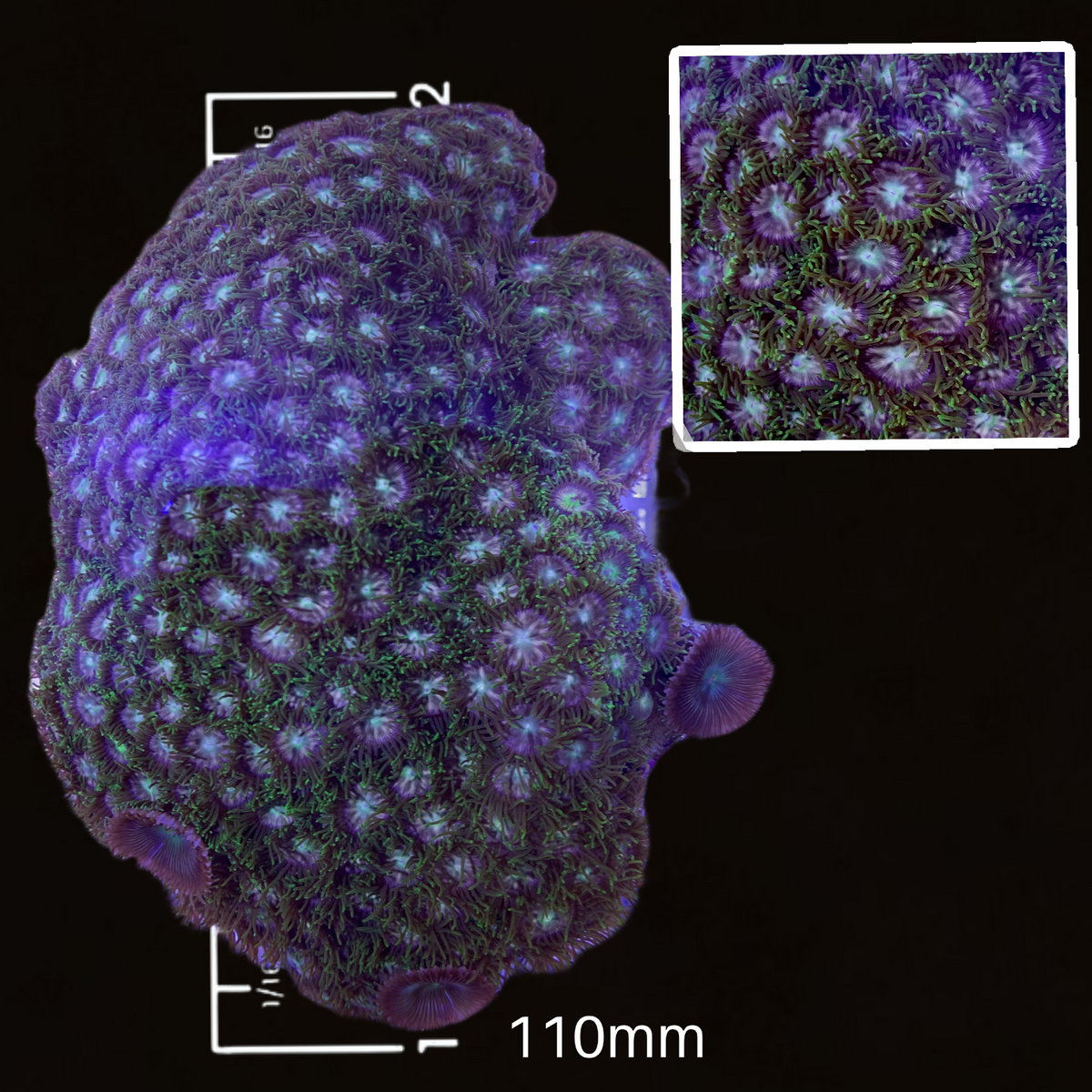 Zoa Colony (Collection Only) – thecoralcentre