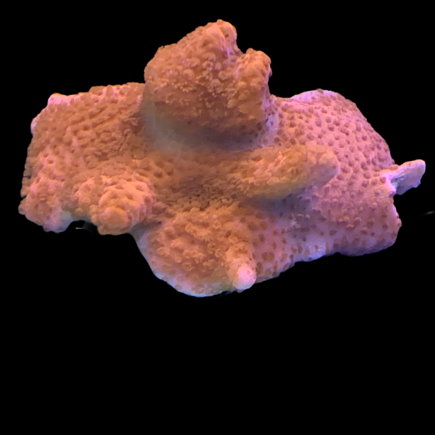 Red Montipora digitata – thecoralcentre