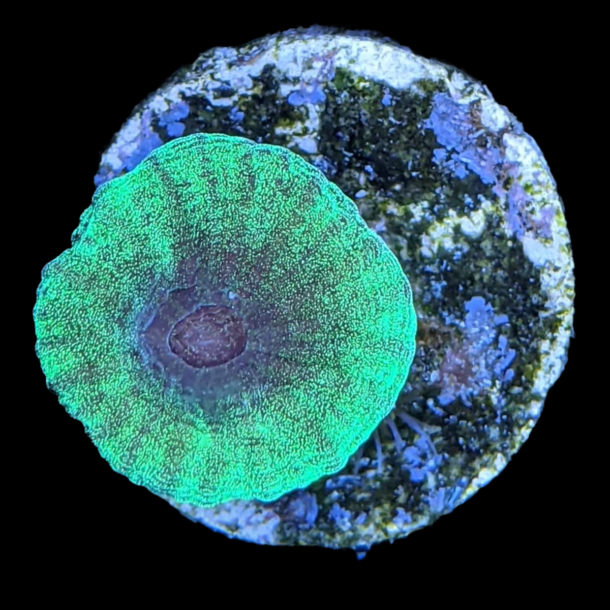 Green / Purple Favia – thecoralcentre