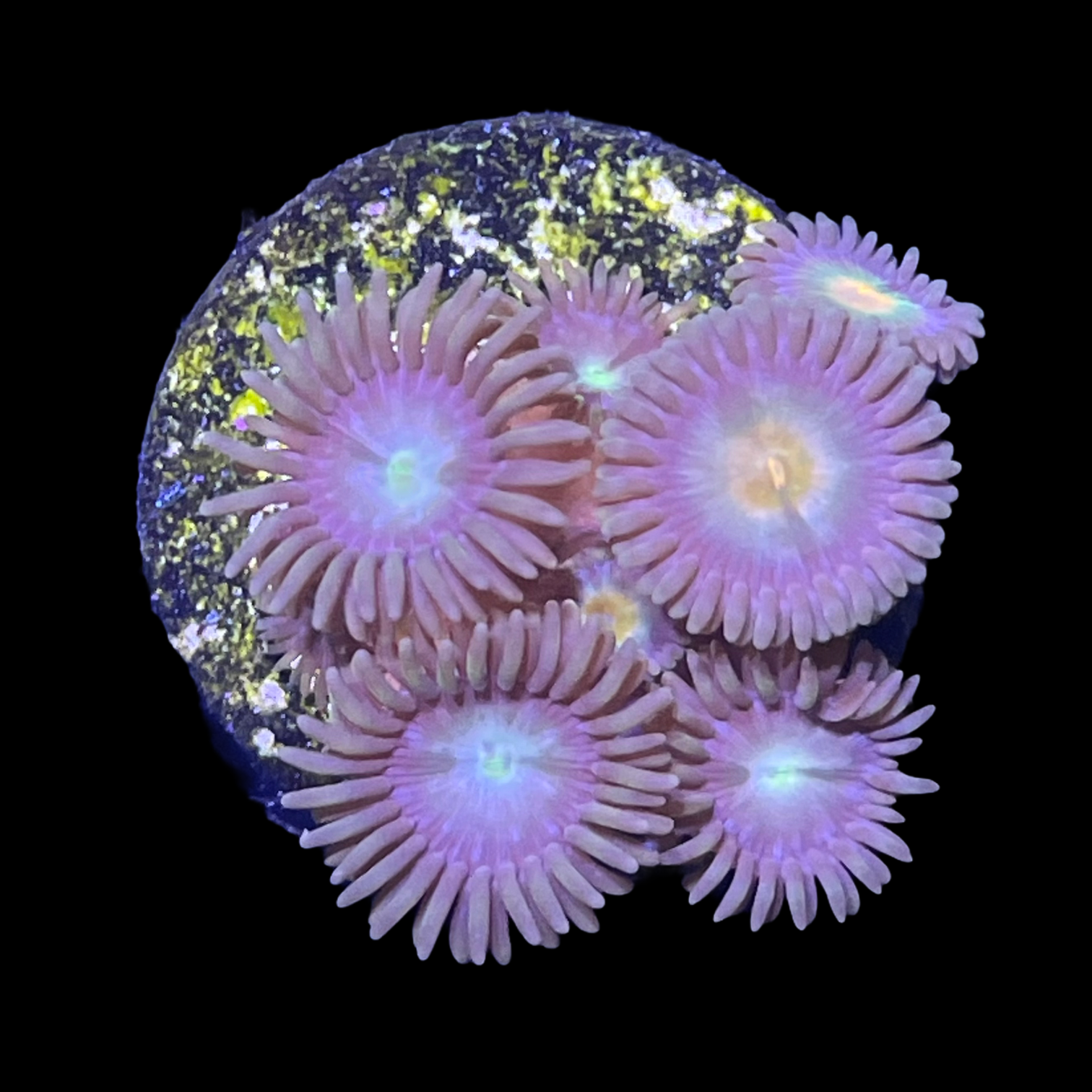 Zoa Frag – thecoralcentre