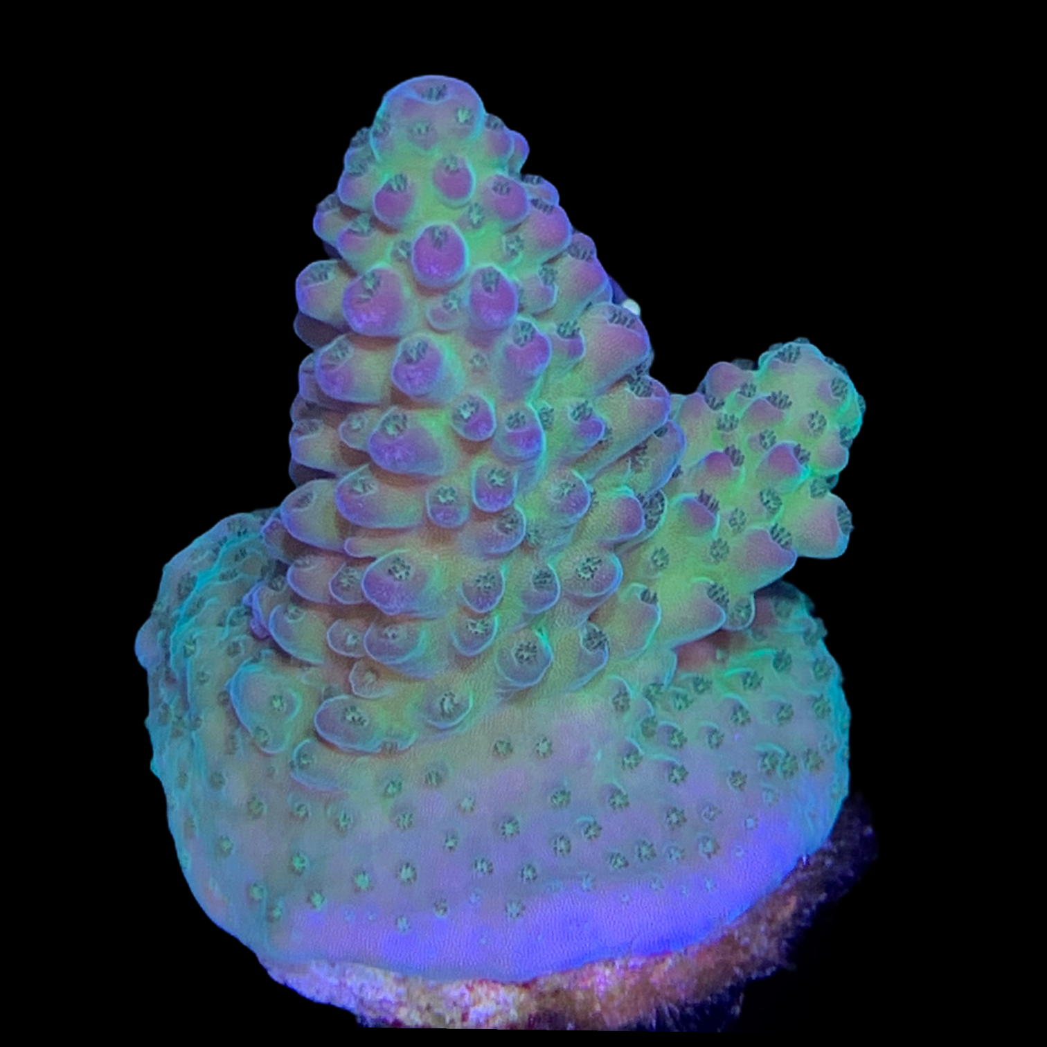 Acropora Frag – thecoralcentre