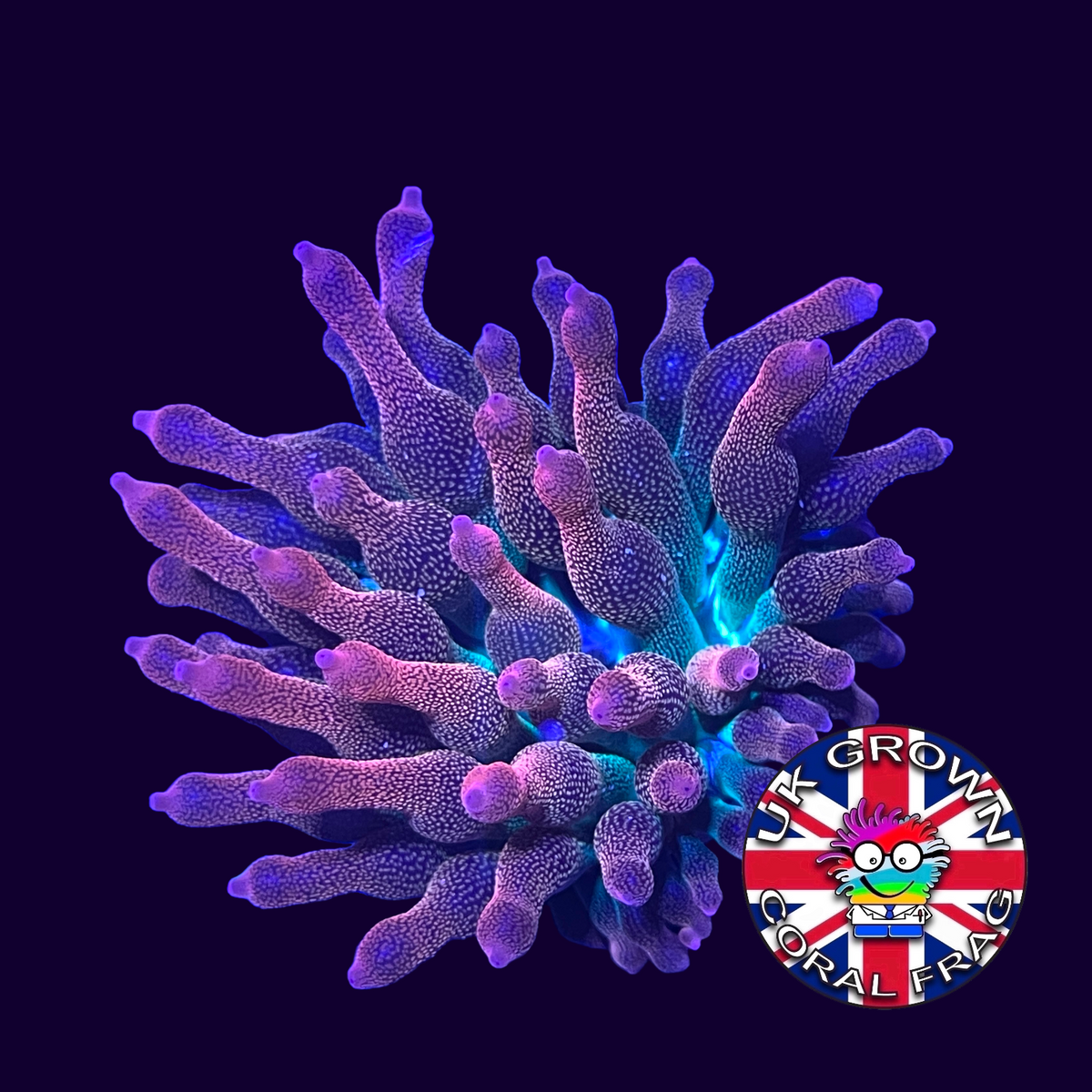 Tri-Coloured Bubble Tip Anemone (Collection Only) – thecoralcentre
