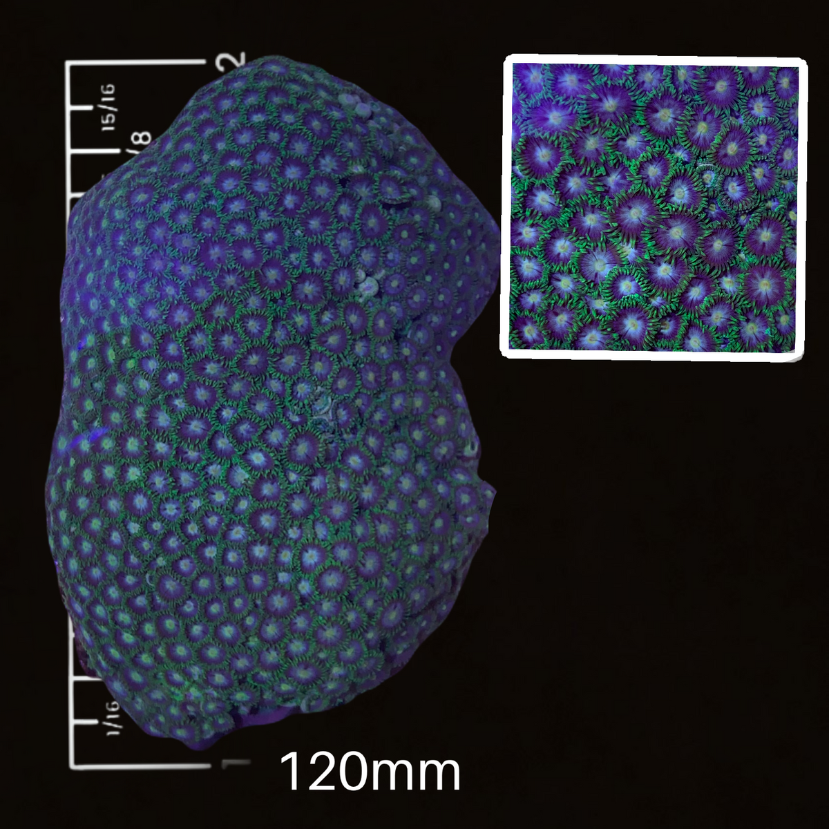 Zoa Colony (Collection Only) – thecoralcentre