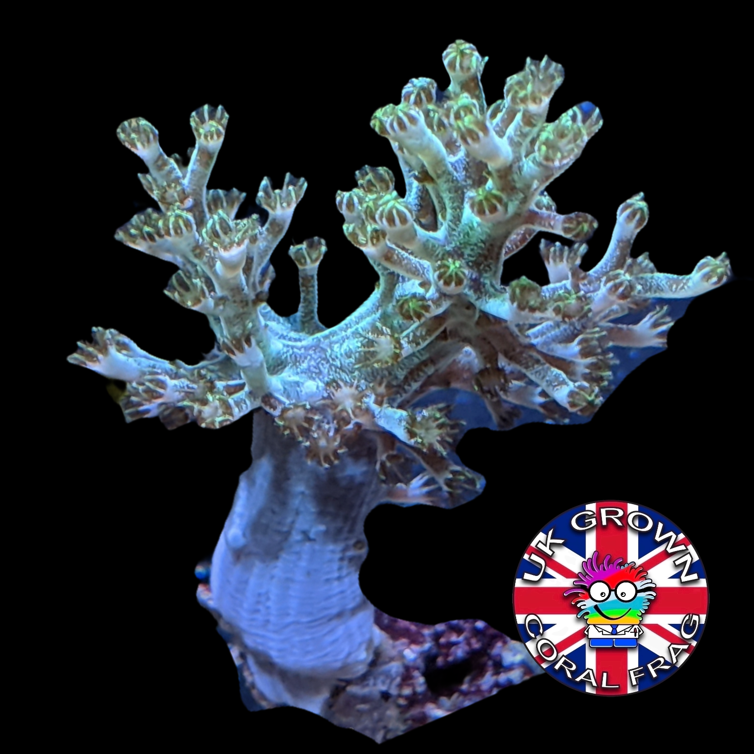 Green Kenya Tree (UK Grown) – thecoralcentre