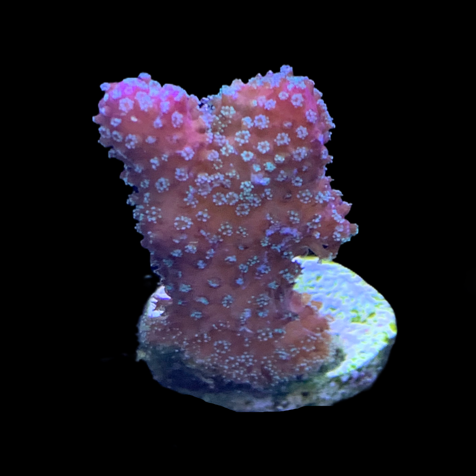 Pink Stylophora Pistillata – thecoralcentre