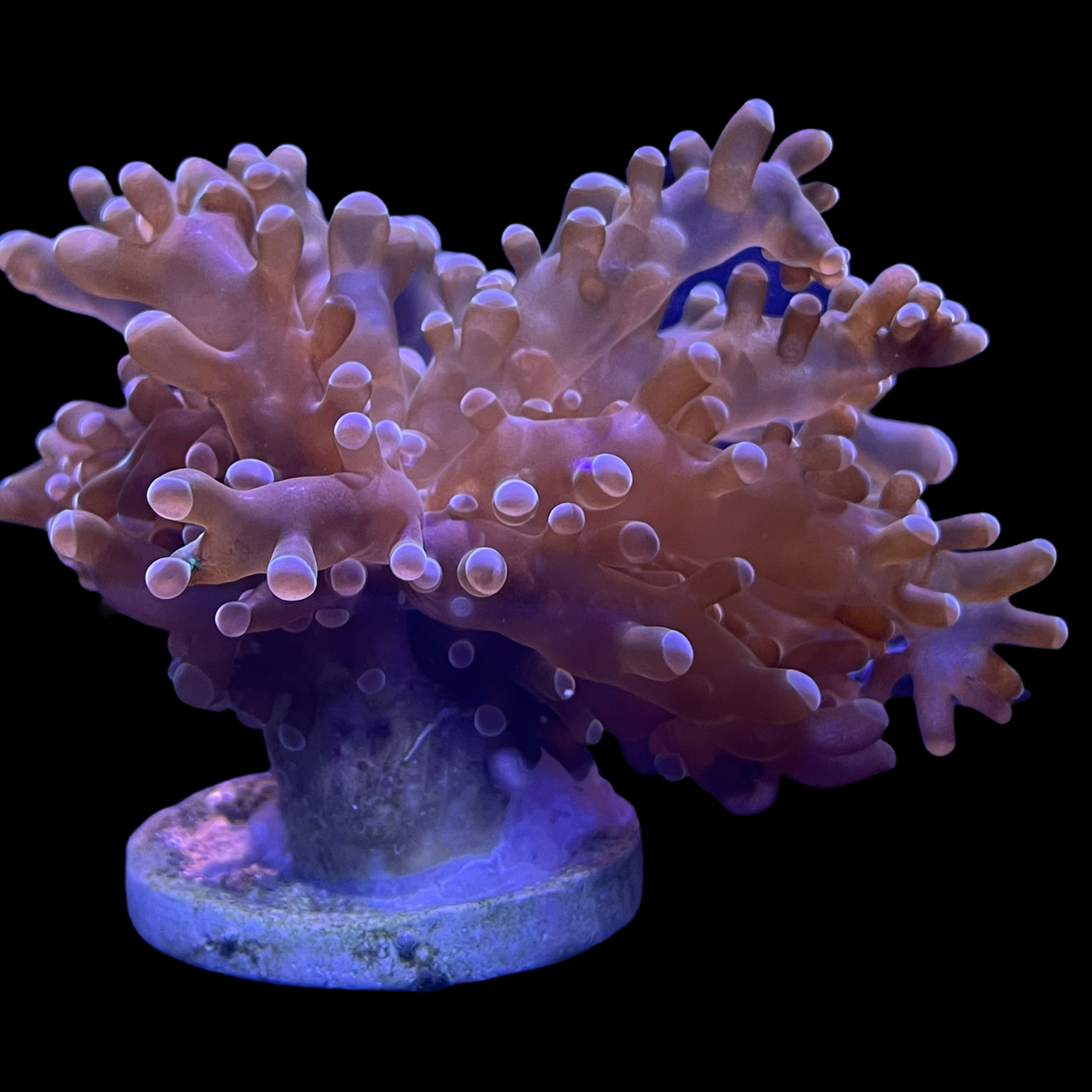 Aquacultured Indonesian Frogspawn Frag – thecoralcentre