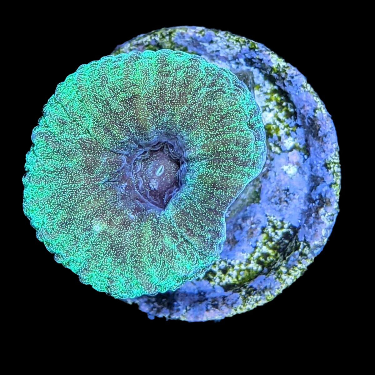Green / Purple Favia – thecoralcentre