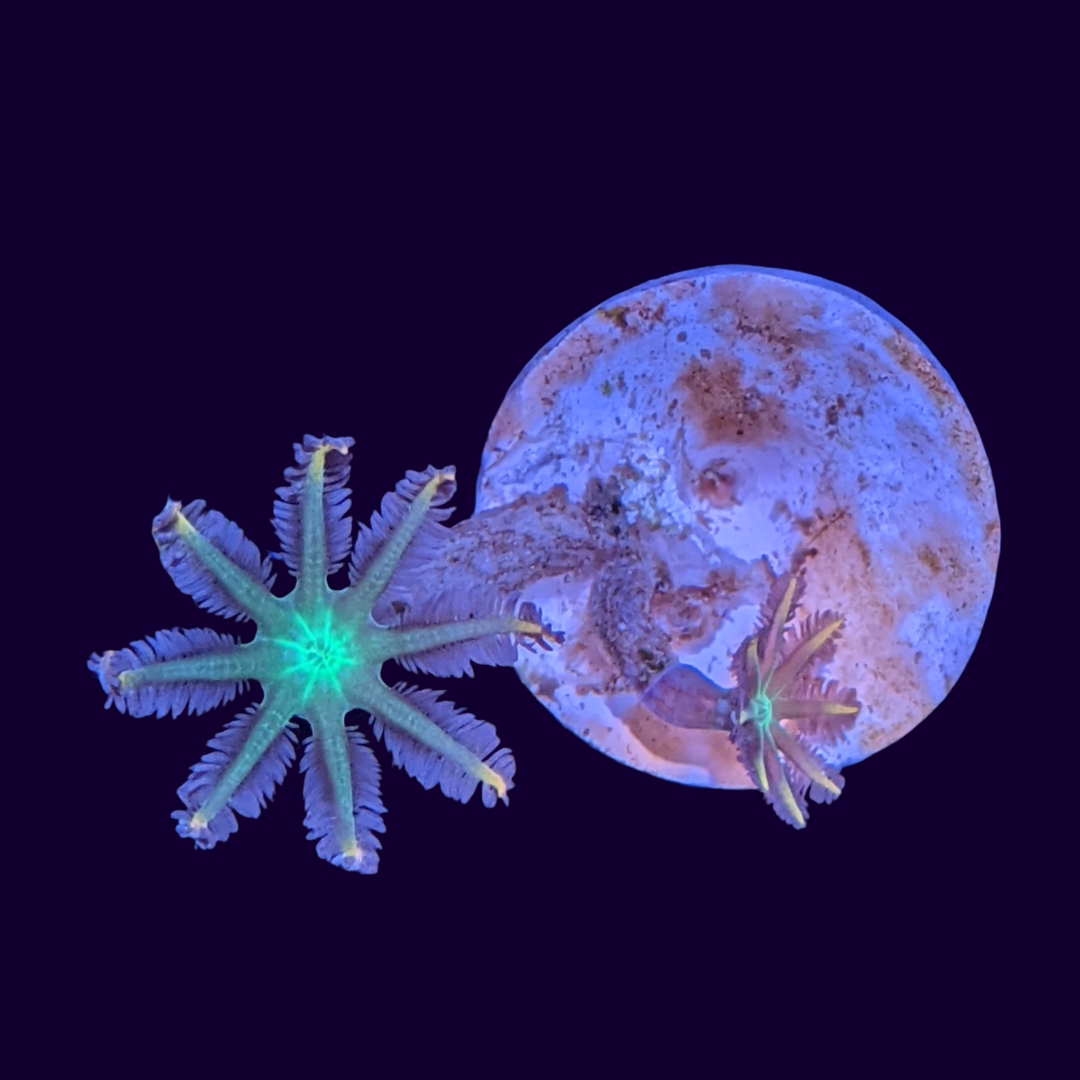 Clove Polyp – thecoralcentre