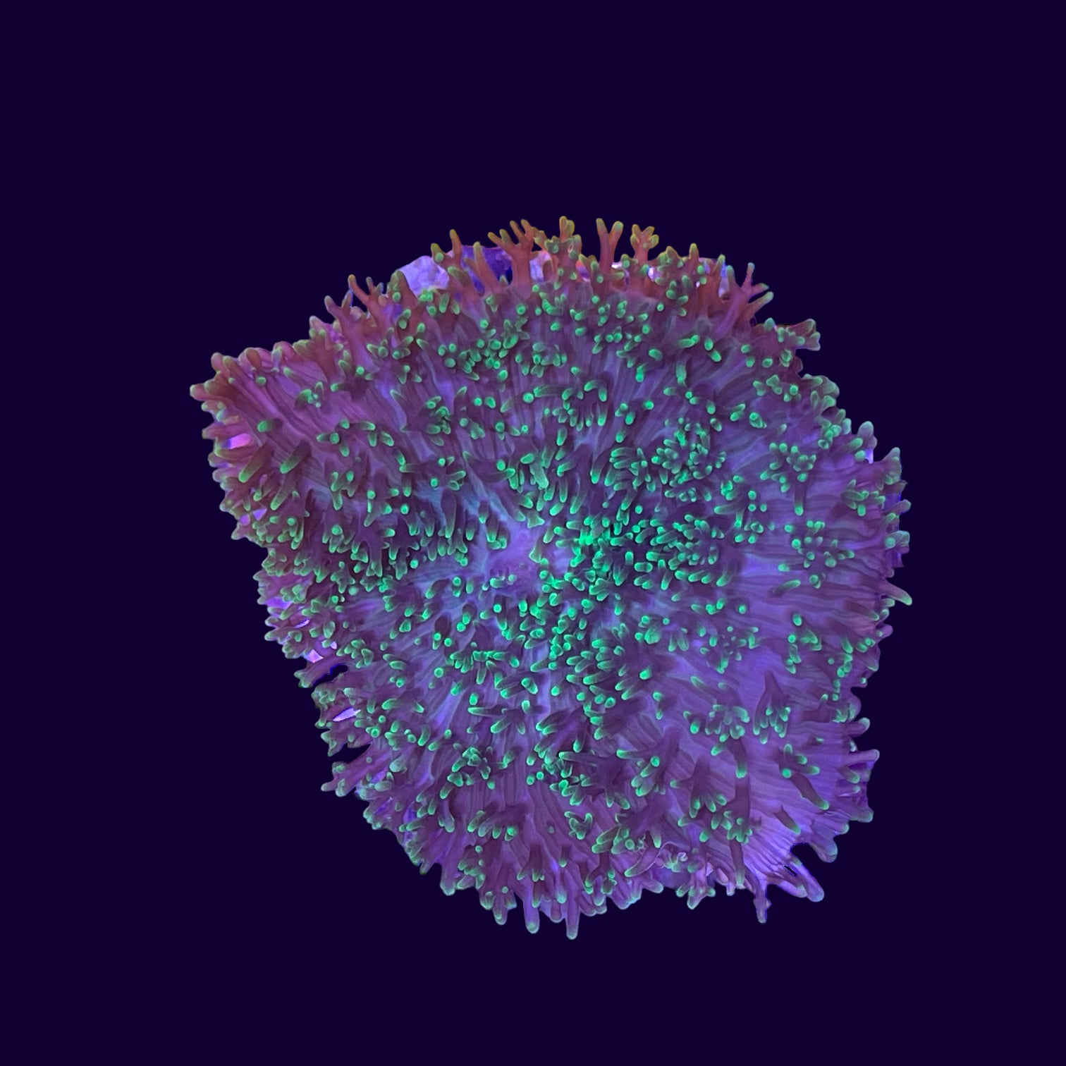 Australian Fuzzy Mushroom – thecoralcentre