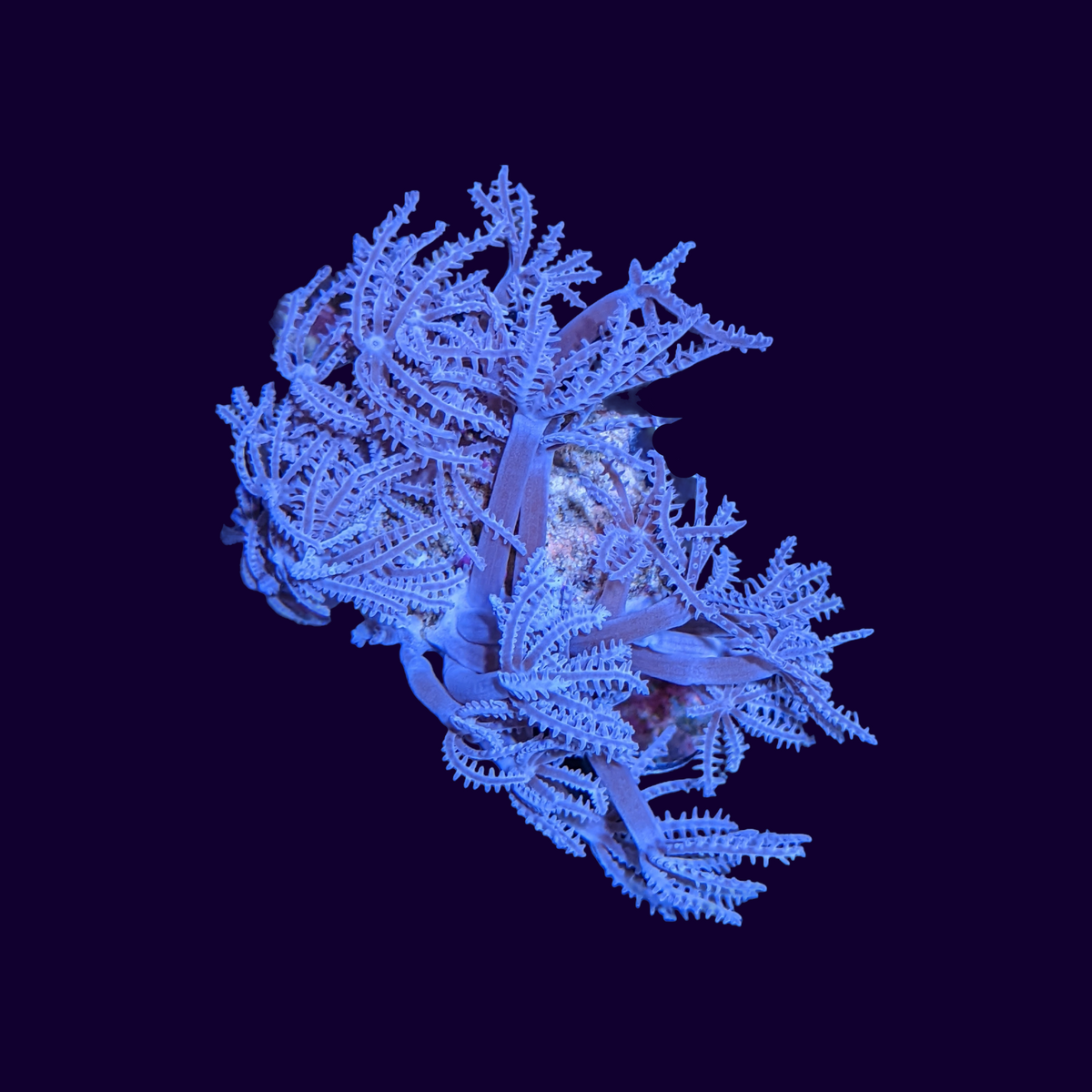 Waving Hand Xenia – thecoralcentre